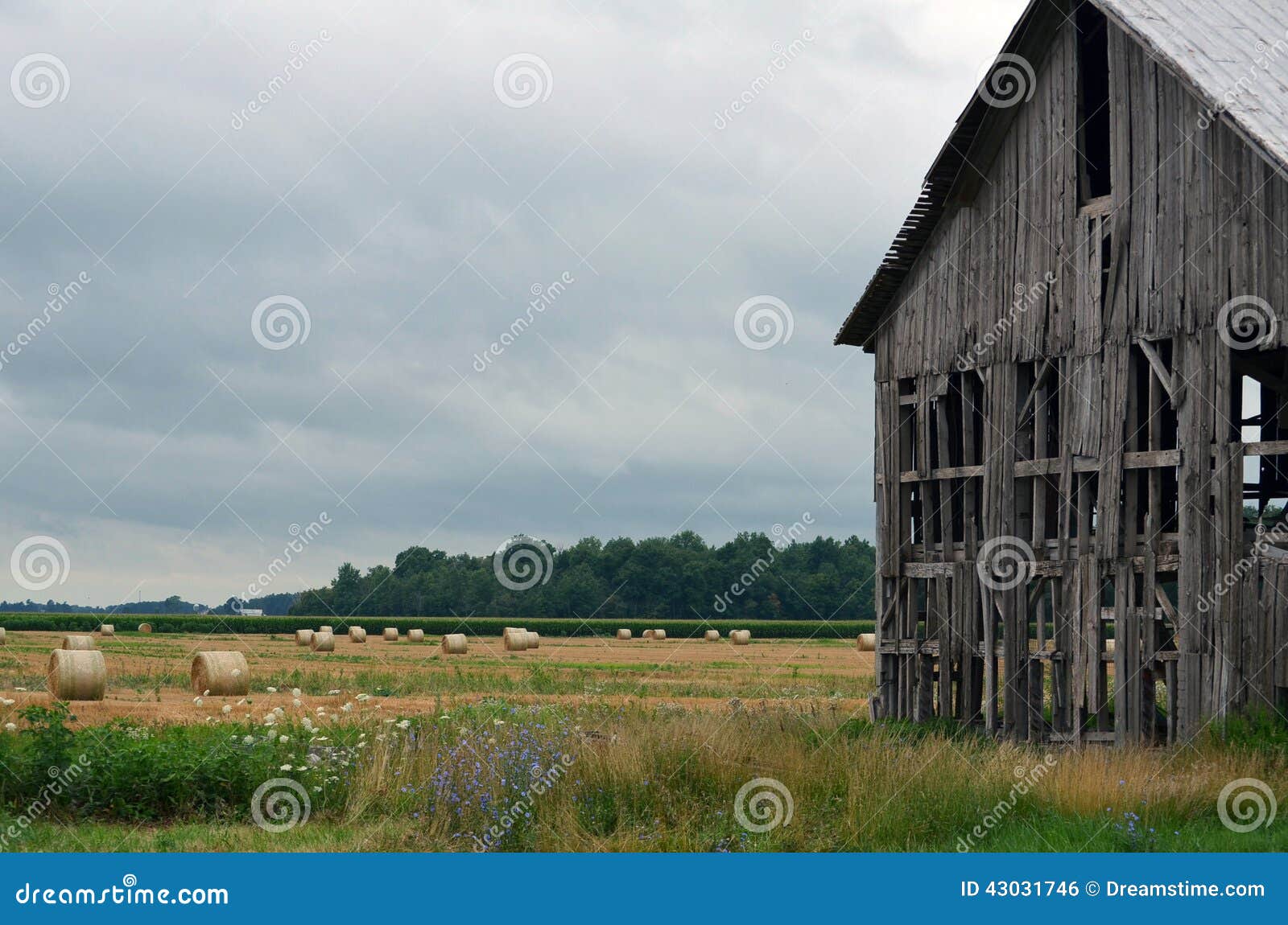 Old Barn Field stock photo. Image of barn, crop, wild - 43031746