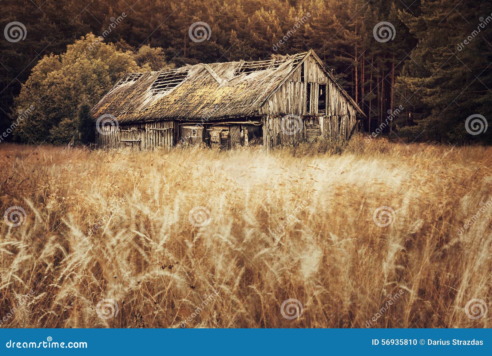 Old barn field stock photo. Image of tree, building, wood - 56935810