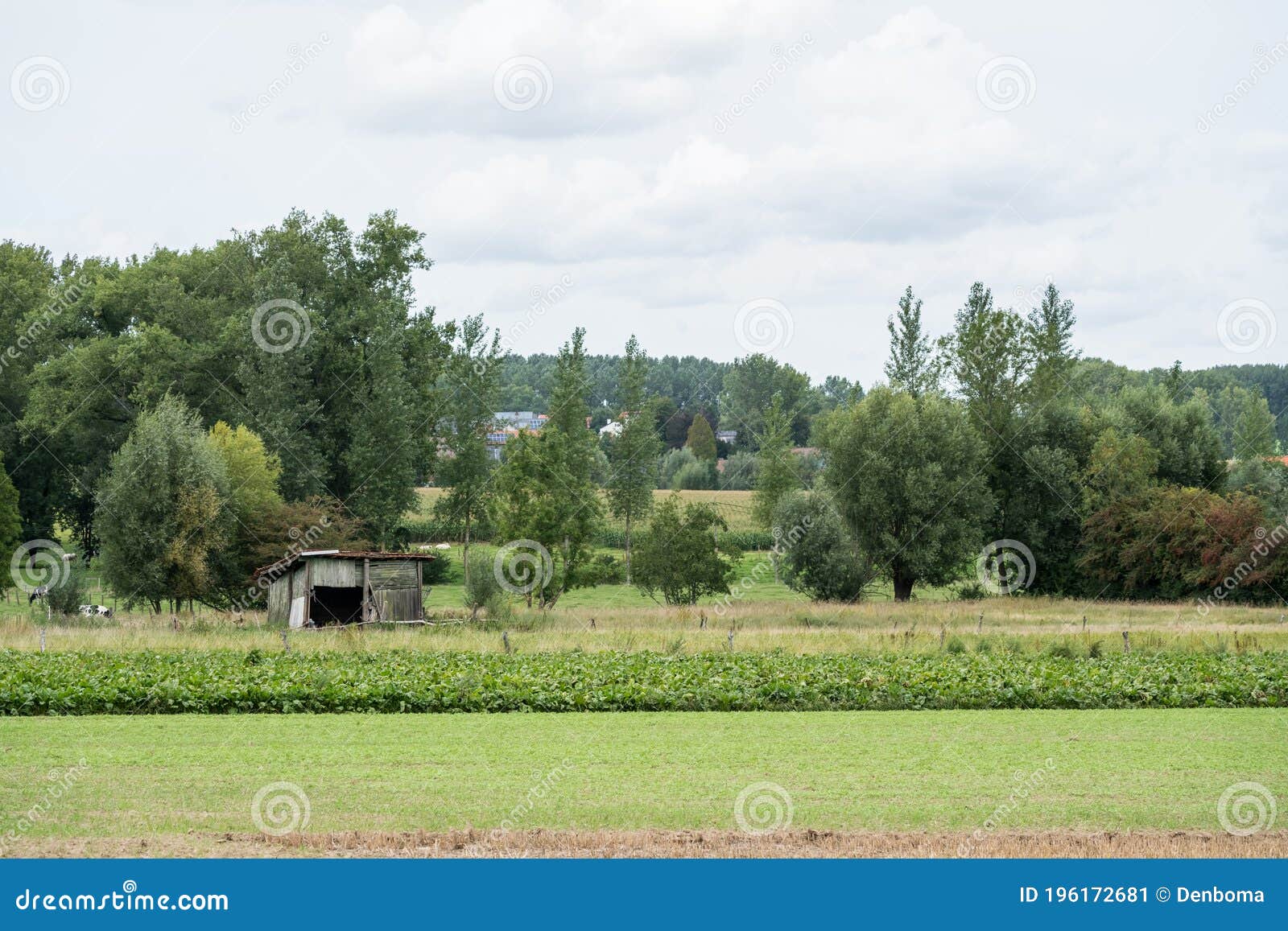Old barn in the meadow stock image. Image of barn, land - 196172681