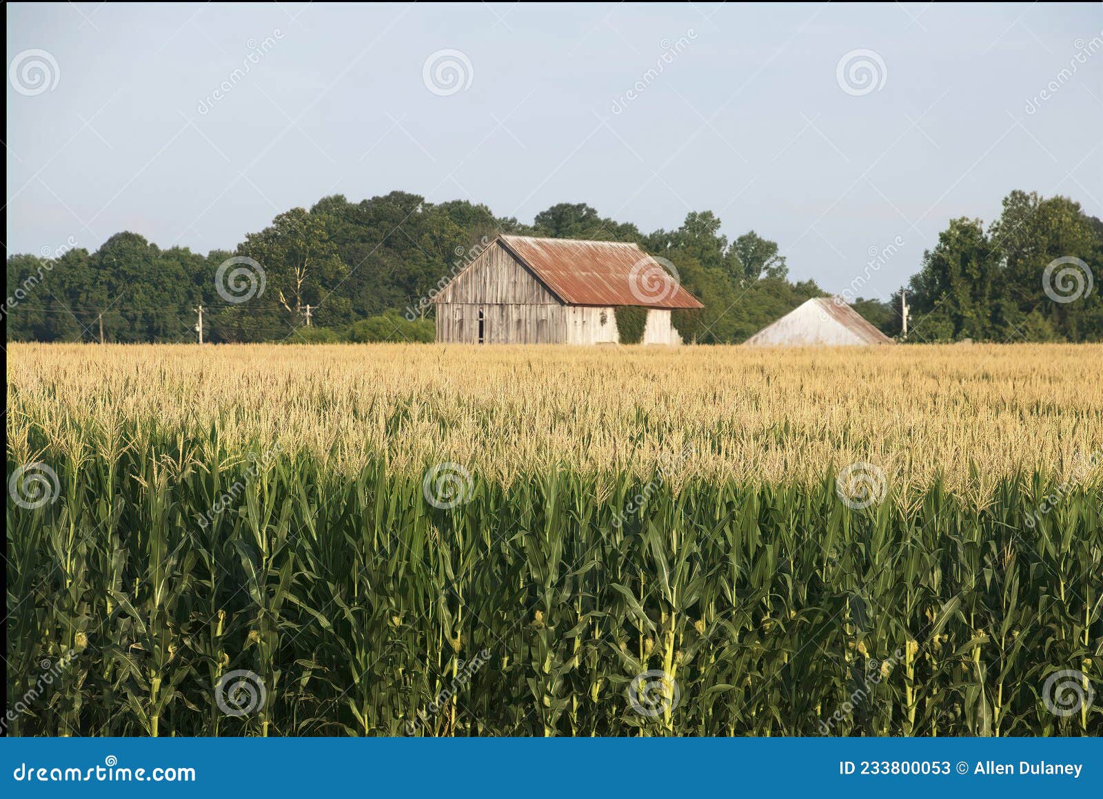 An Old Barn Sitting in a Field of Corn Stock Image - Image of corn ...