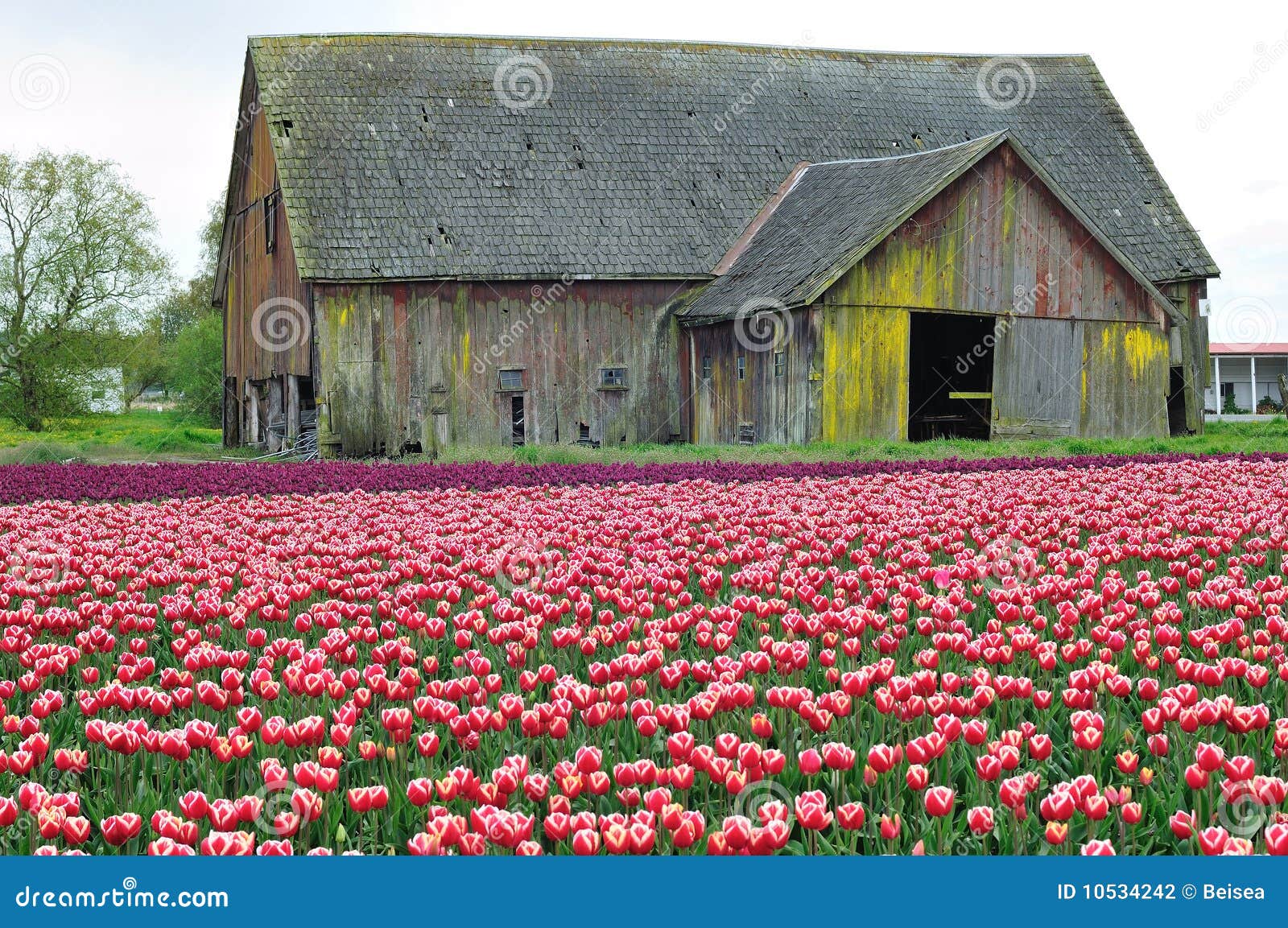 Old Barn at the Tulip Field Stock Photo - Image of flower, soil: 10534242