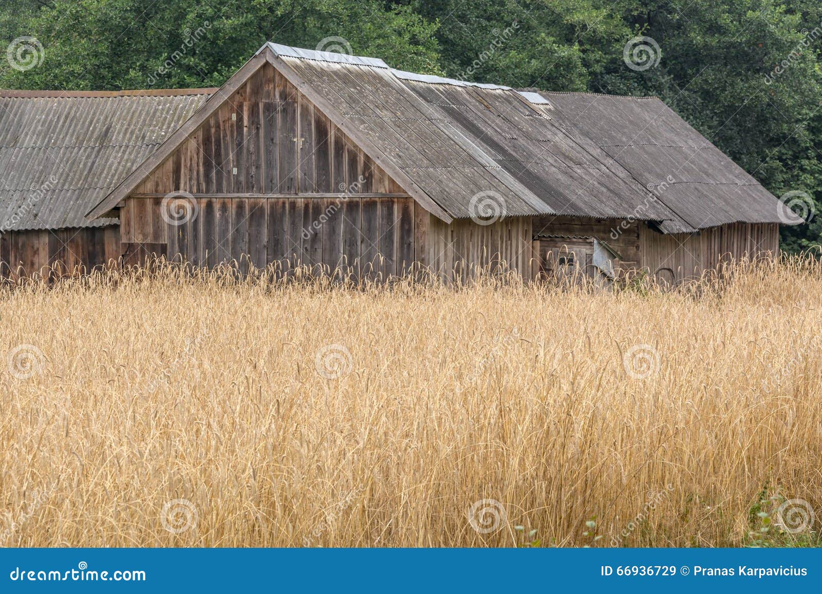 Old barn stock image. Image of wheat, barn, field, building - 66936729