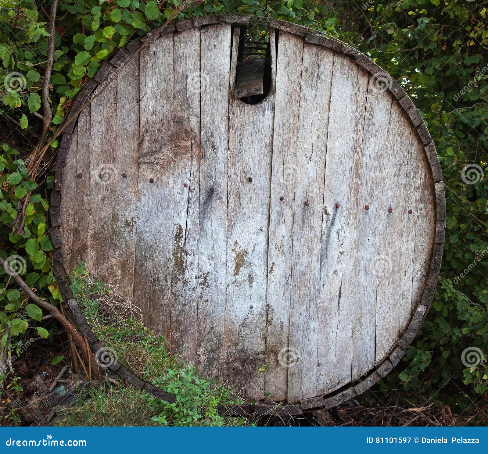 Old barrel in a forest stock image. Image of brewery - 81101597
