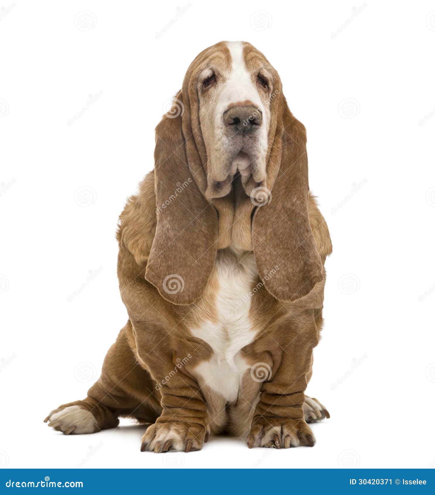 Old Basset Hound sitting stock image. Image of people - 30420371