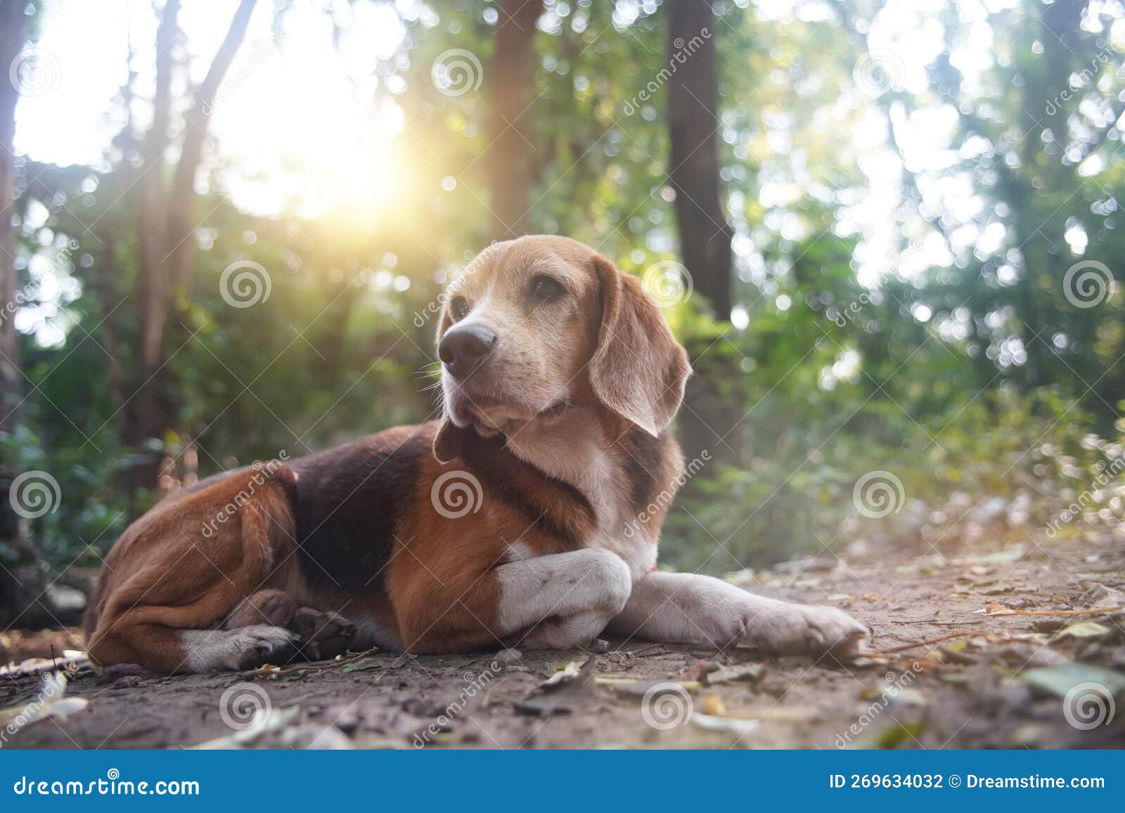 An Old Beagle Dog Laying Down on the Ground Under the Tree Stock Photo ...