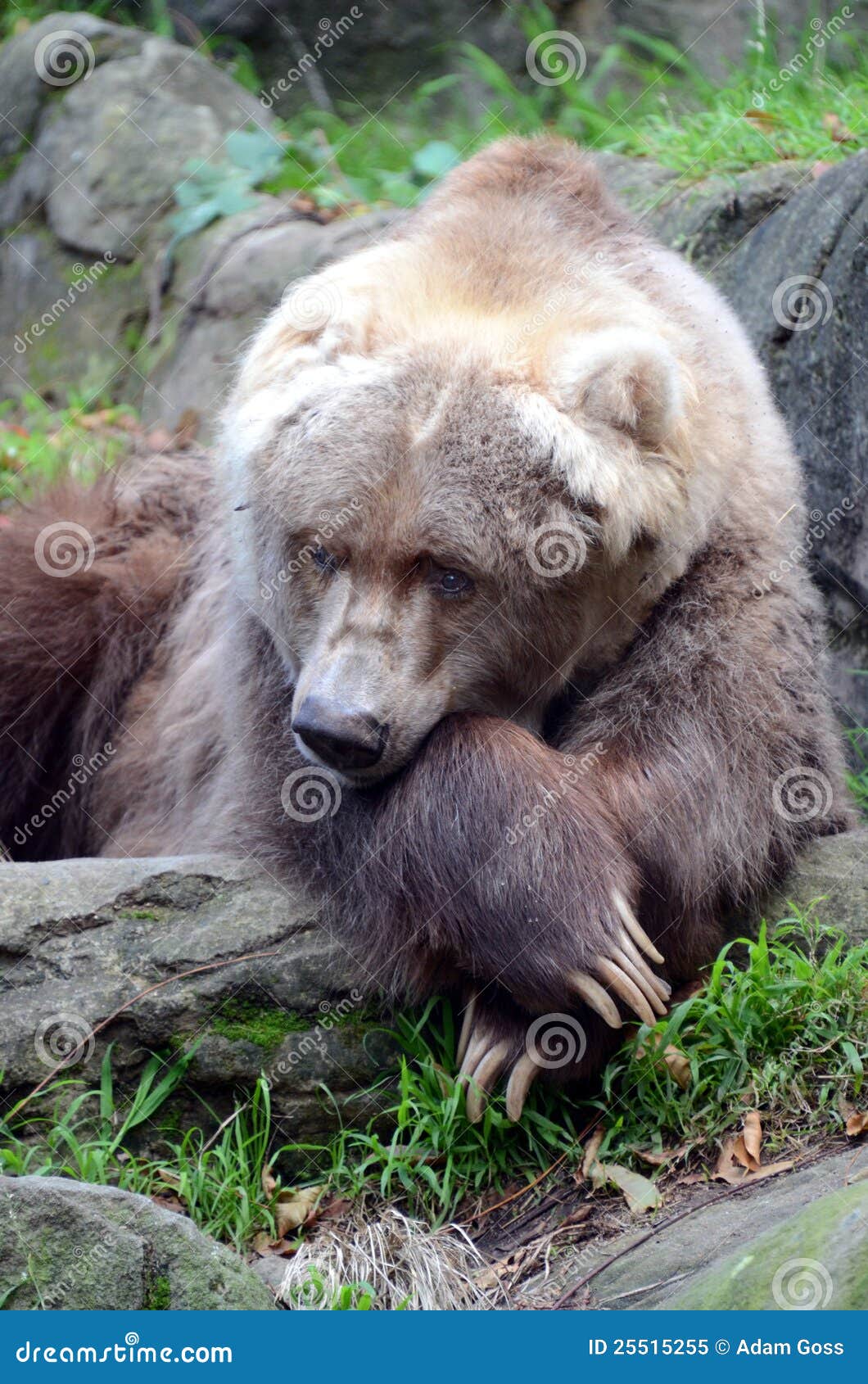 Old bear stock image. Image of paws, captive, animal - 25515255