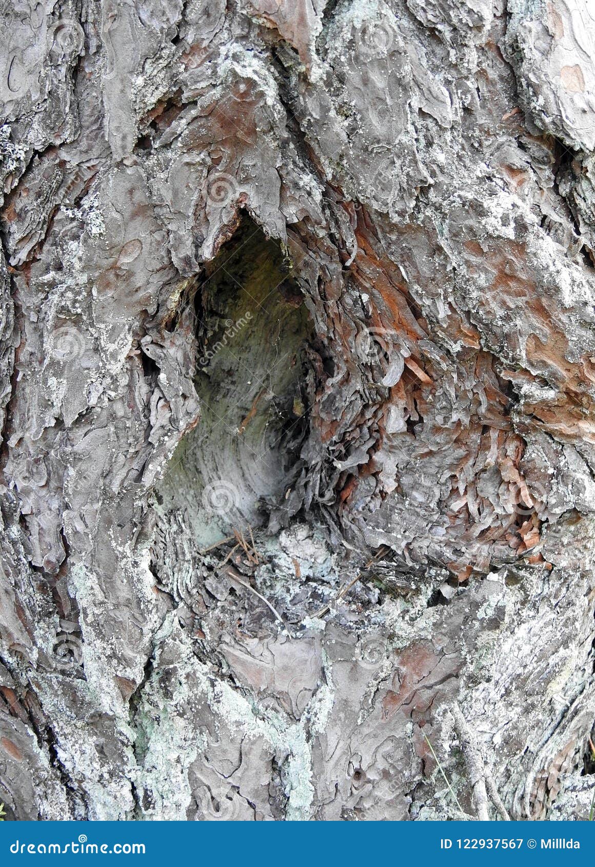 Old Tree Bark with Hole, Lithuania Stock Image - Image of beautiful ...
