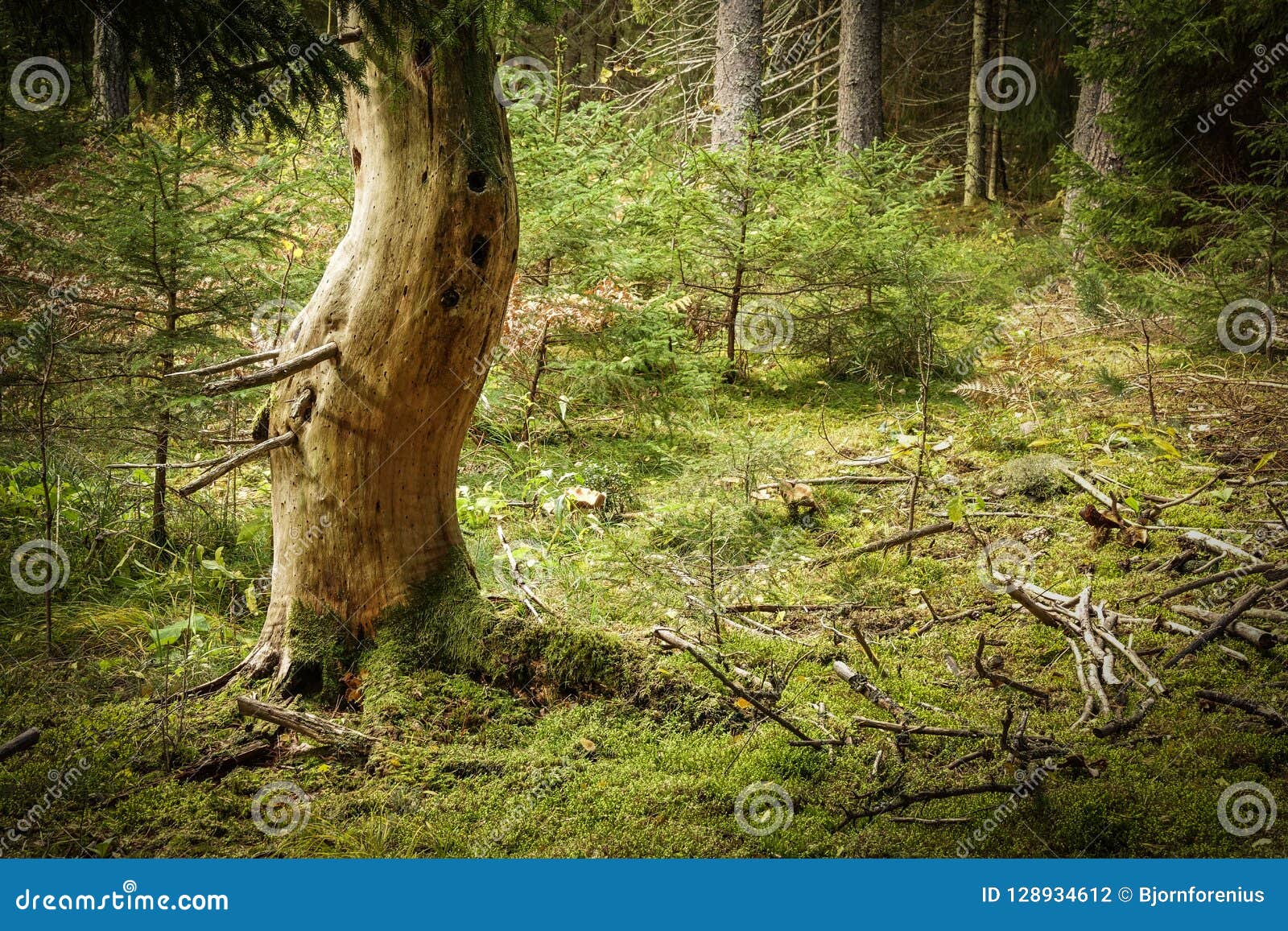 Old Beautiful Dead Tree in Mossy Coniferous Forest Stock Photo - Image ...