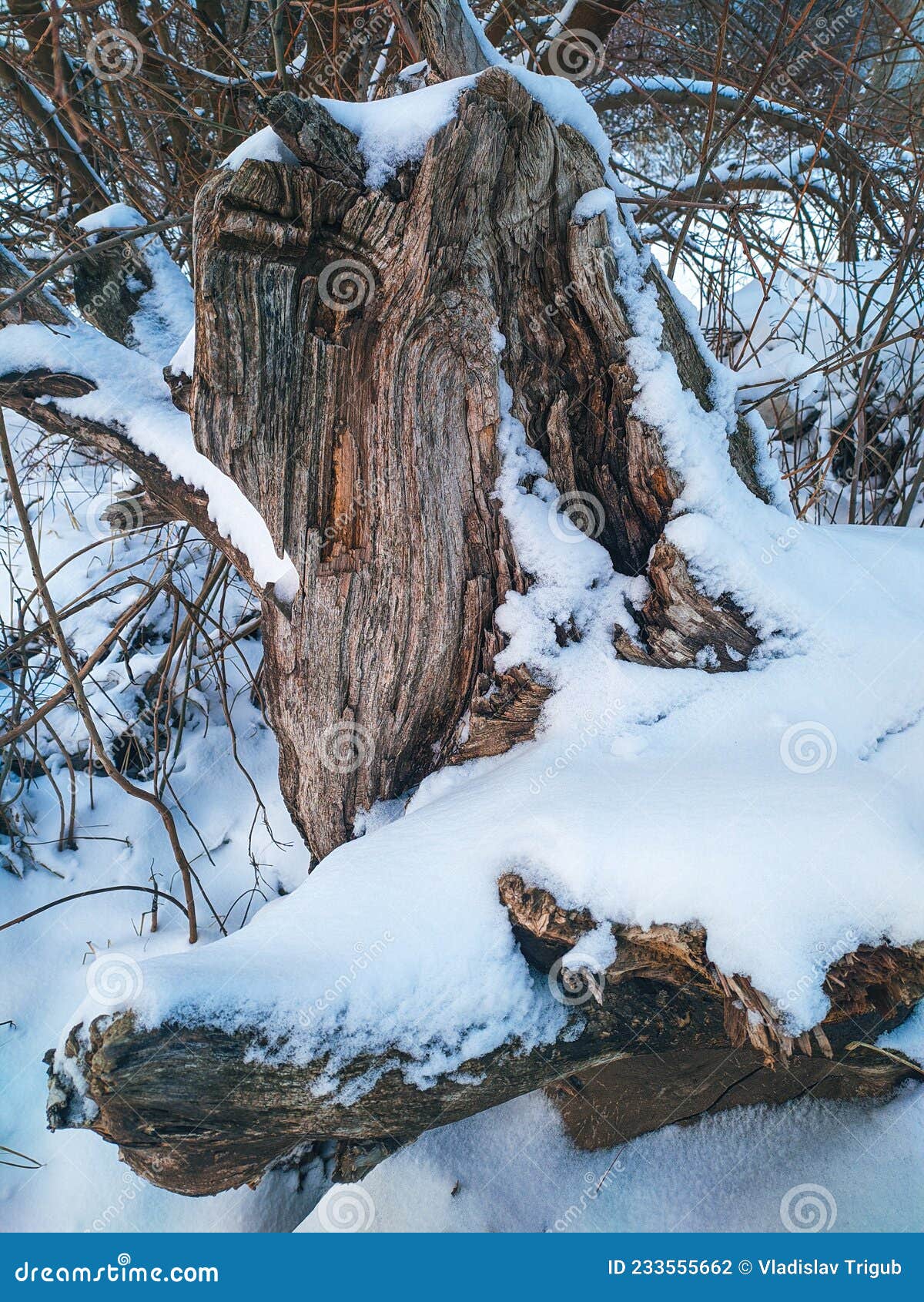 Old Beautiful Textured Tree Stump in Winter in the Forest Covered with ...