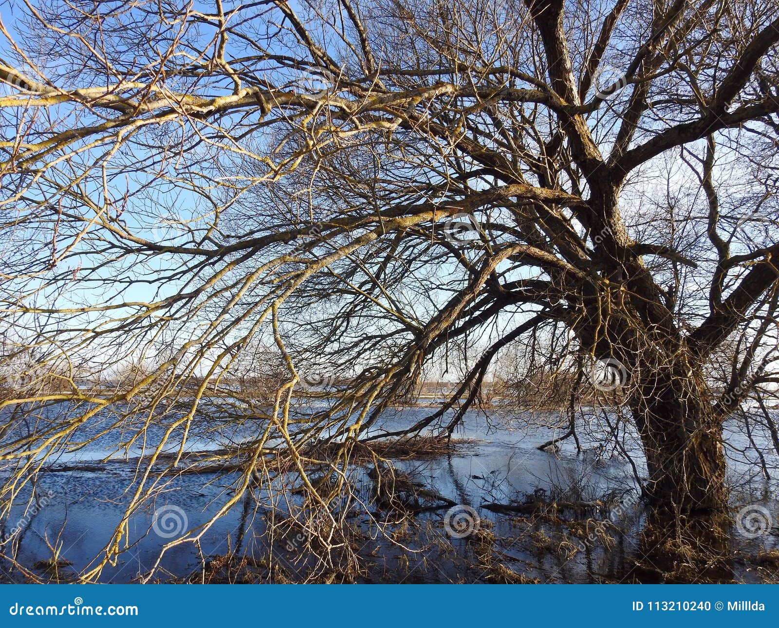Old Beautiful Tree on River Coast, Lithuania Stock Photo - Image of ...