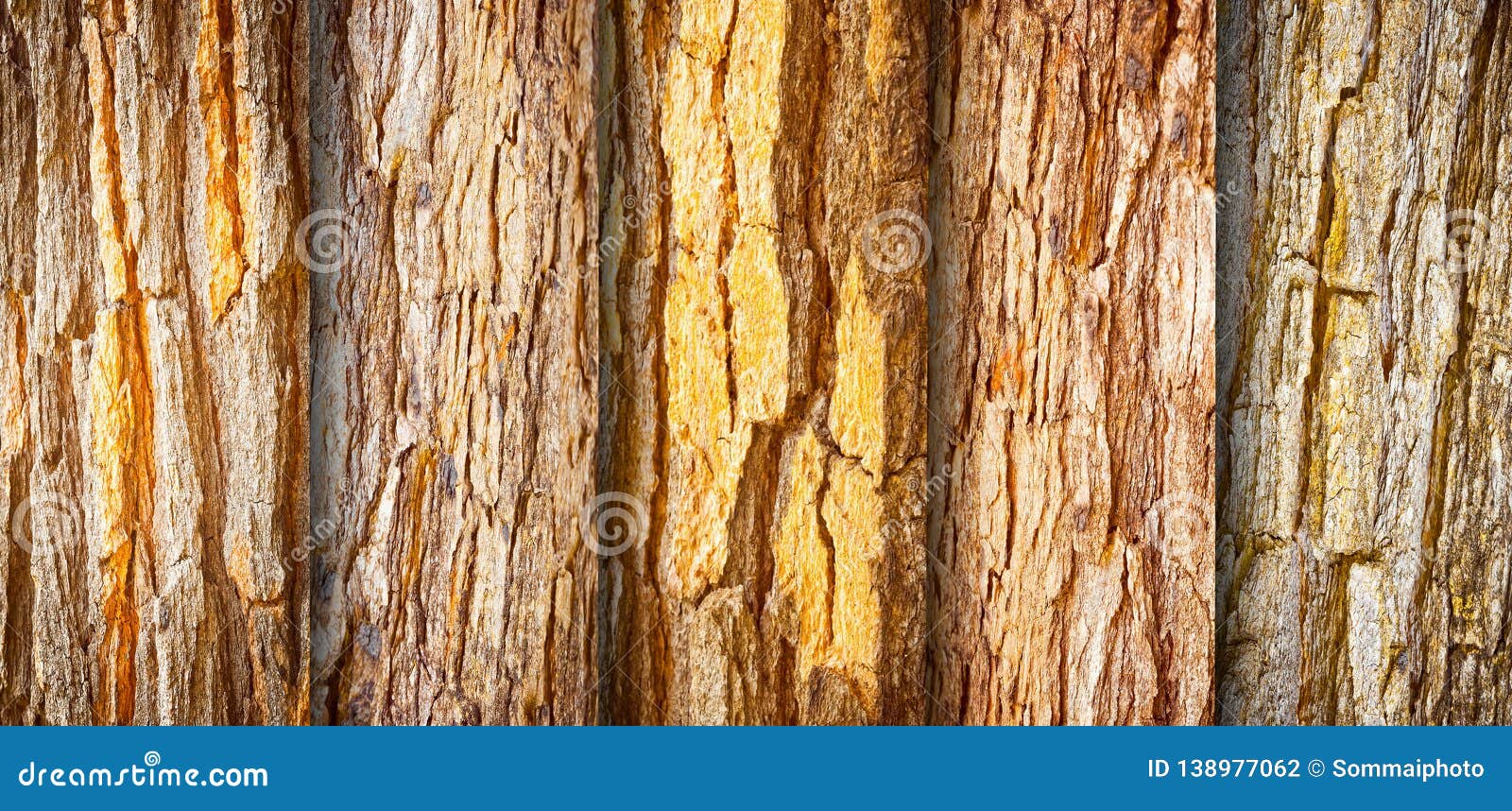 Old Beautiful Tree Texture Pattern Stock Photo - Image of pattern ...