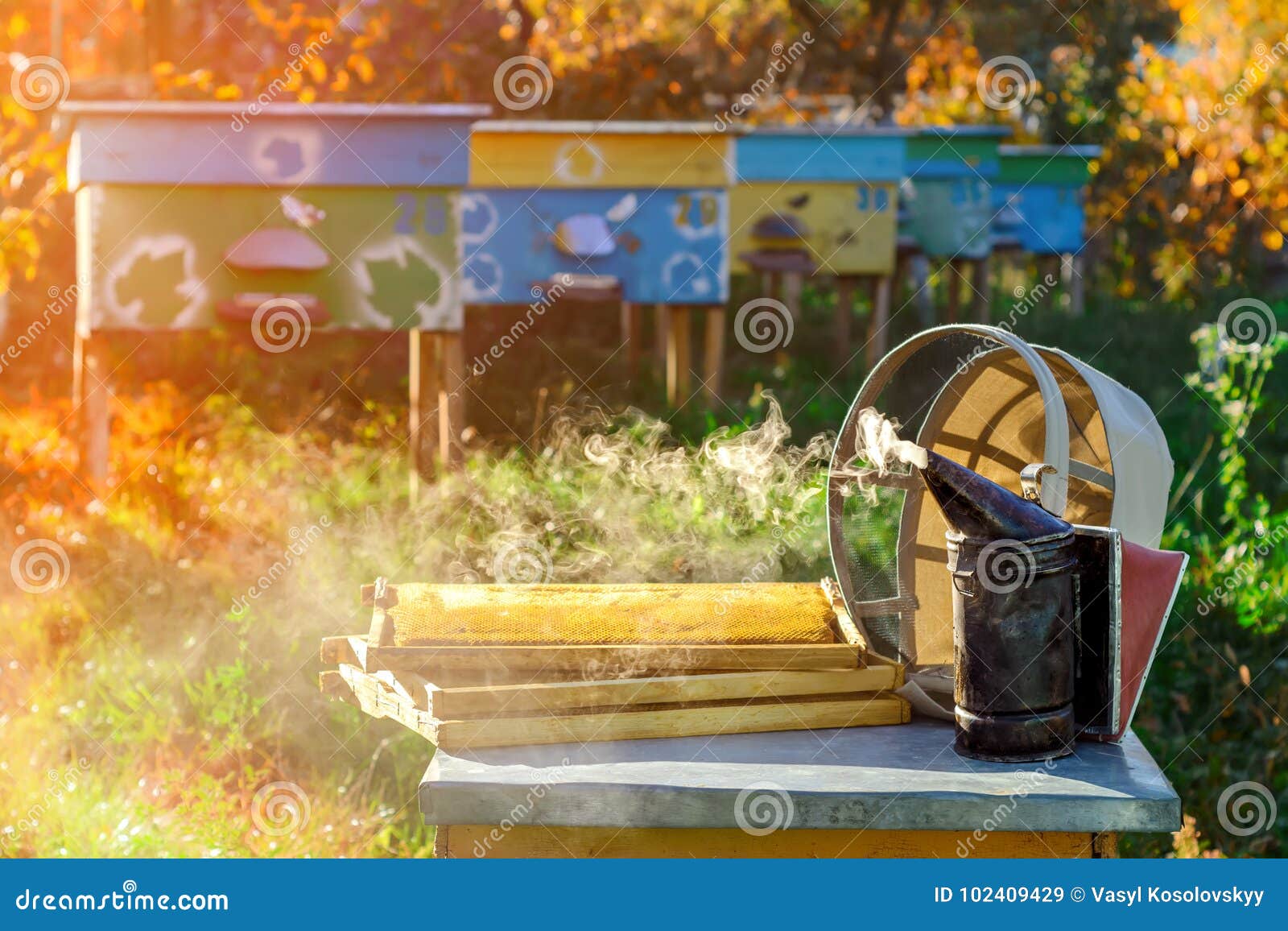 Old Bee Smoker. Beekeeping Tool. Autumn in an Apiary. Apiary. Stock ...