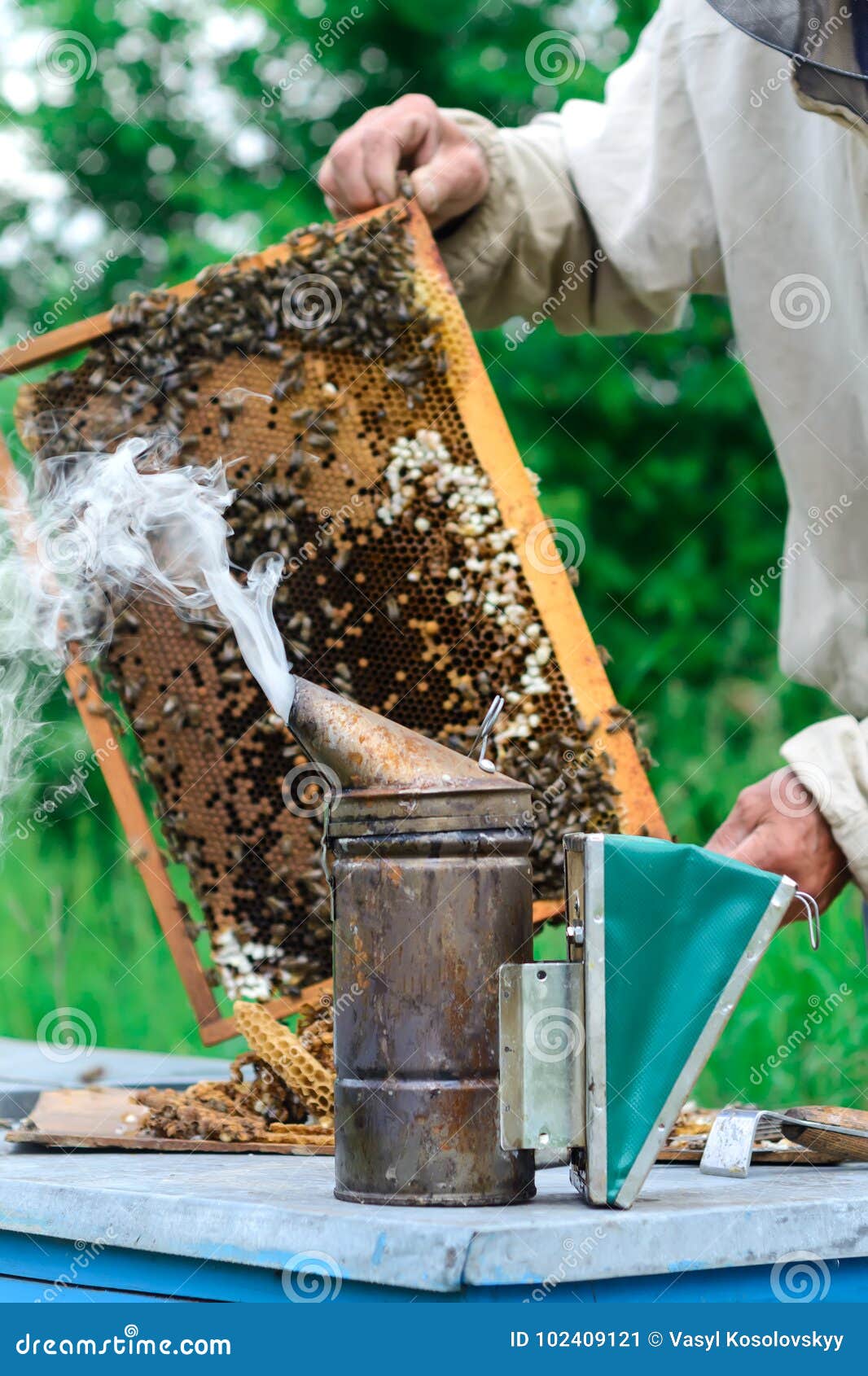 Bee Smoker Is A Beekeeping Tool For Making Smoke Used To Calm Bees ...