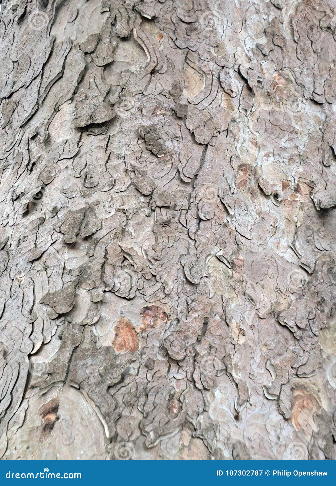 Old Beech Bark with Layered Ringed Texture of an Old Tree Stock Image ...