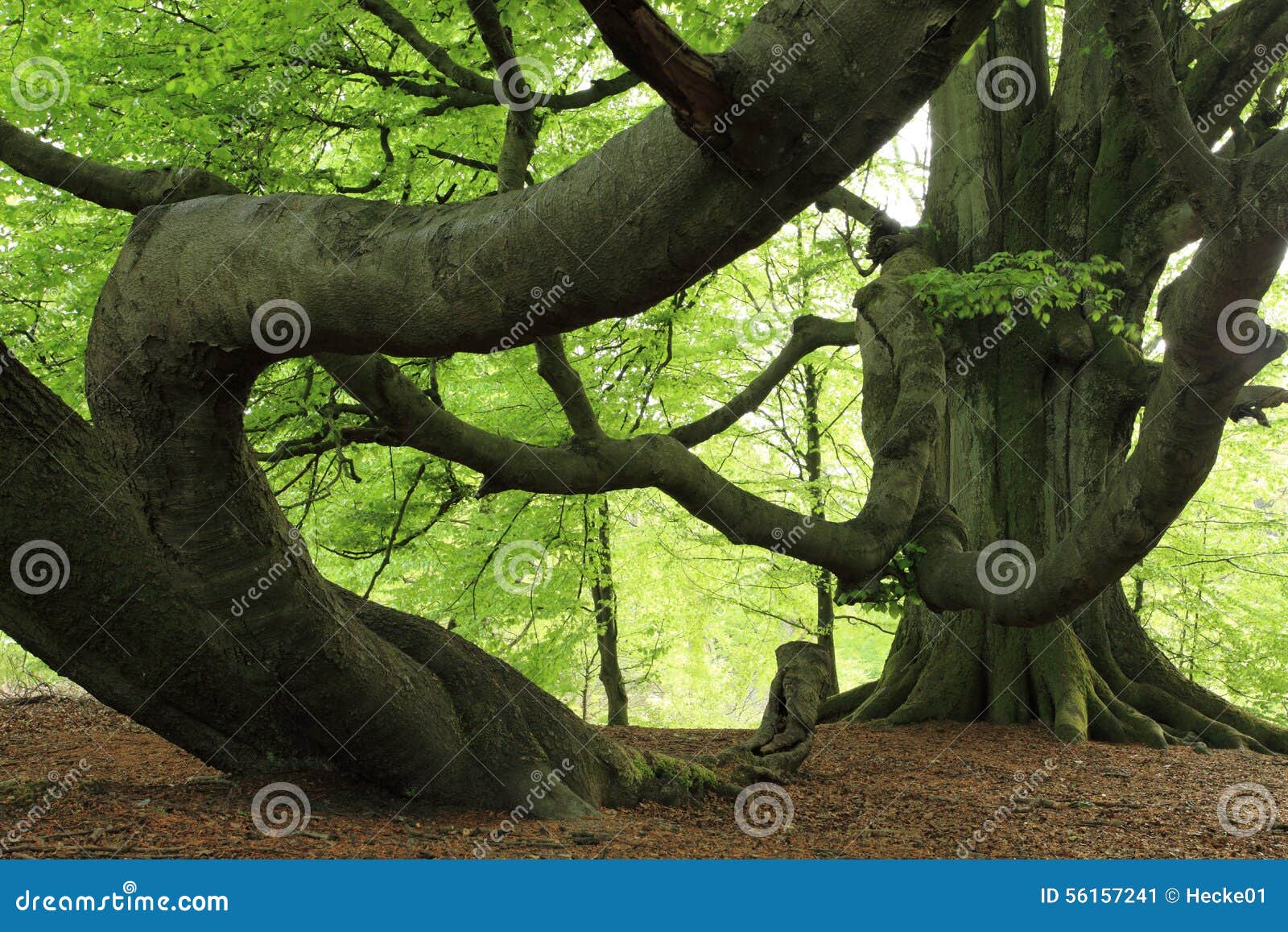 Old Beech in the Forest stock image. Image of tree, german - 56157241