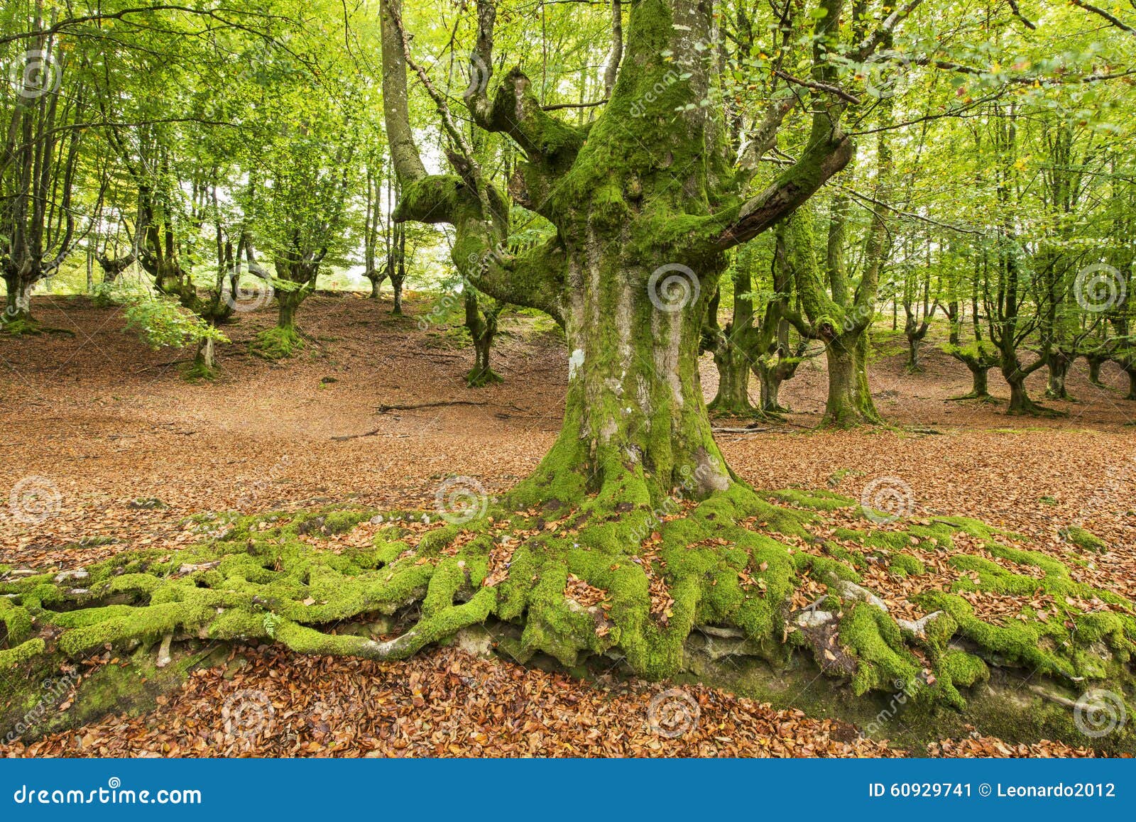 Old Beech Forest in Bizkaia, Basque Country, Spain. Stock Image - Image ...