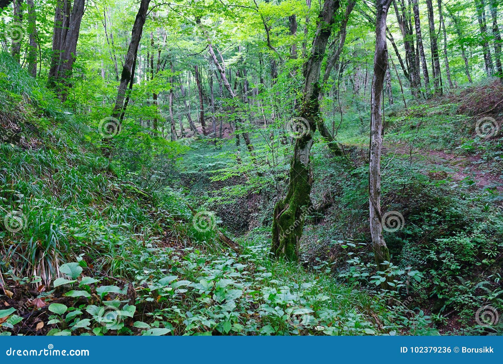 Old Beech and Hornbeam Forest in Foothills of the Western Caucasus ...