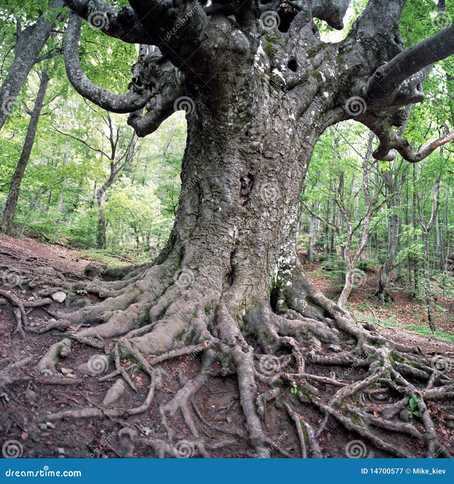Old beech tree stock image. Image of ancient, trunk, rough - 14700577