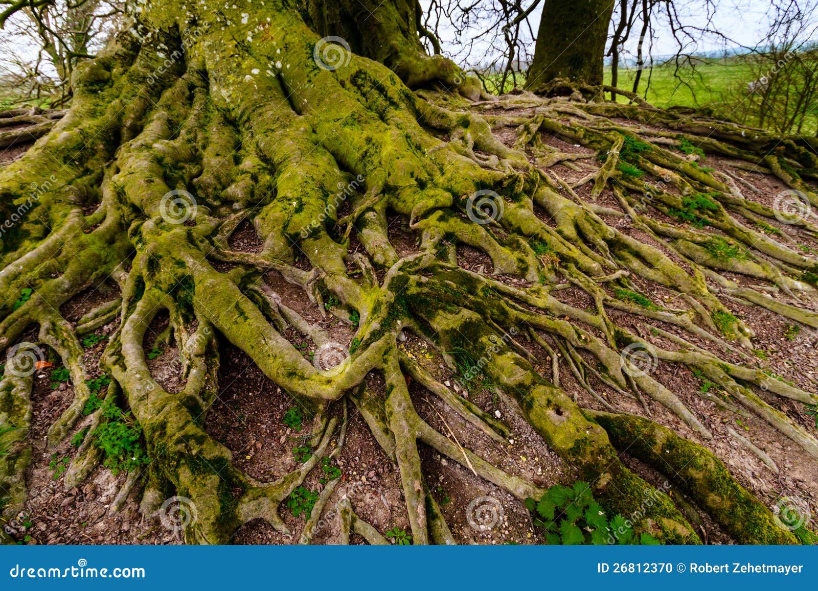 Old Beech Tree stock photo. Image of strength, woods - 26812370