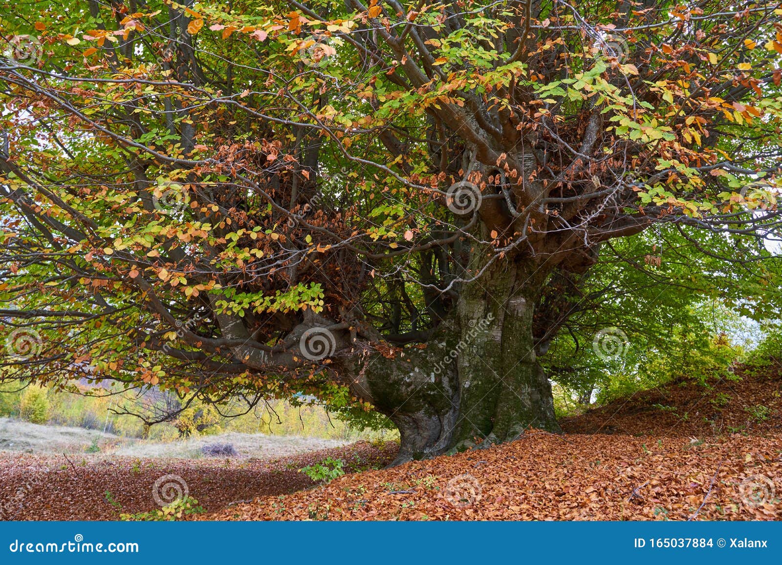 Old beech tree stock photo. Image of huge, forest, yellow - 165037884