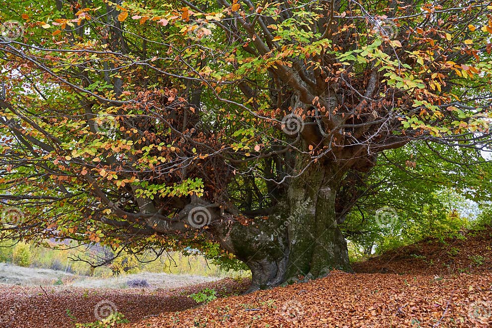 Old beech tree stock photo. Image of huge, forest, yellow - 165037884