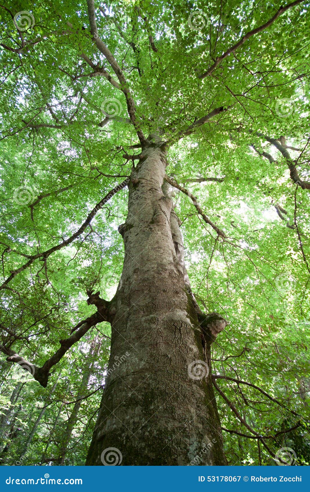 Old beech tree stock image. Image of umbra, ancient, gargano - 53178067