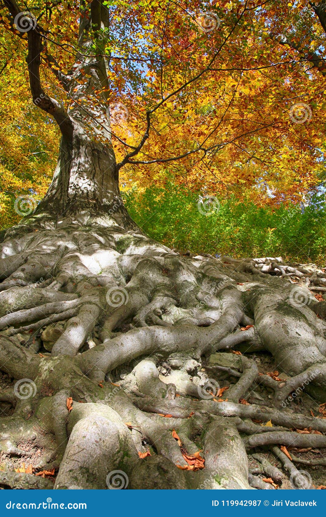 Old Beech Tree with Nice Roots Stock Image - Image of wood, park: 119942987