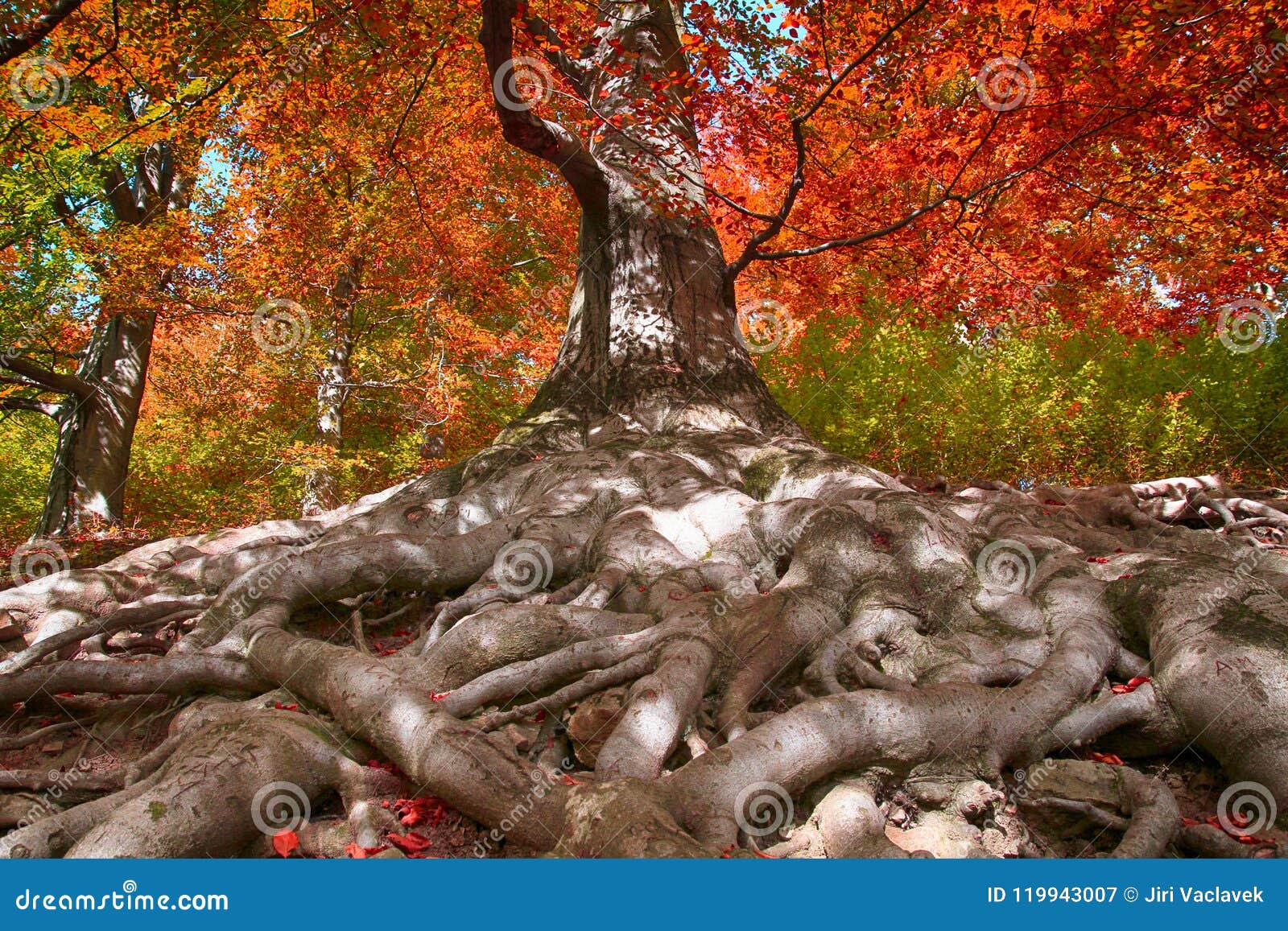Old Beech Tree with Nice Roots Stock Image - Image of autumn, roots ...