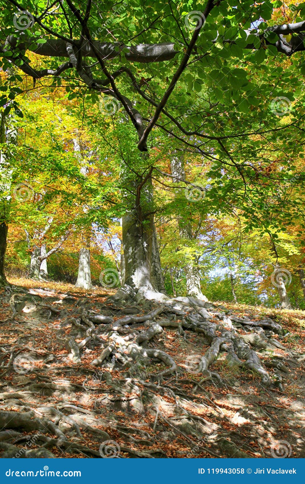Old Beech Tree with Nice Roots Stock Photo - Image of background ...