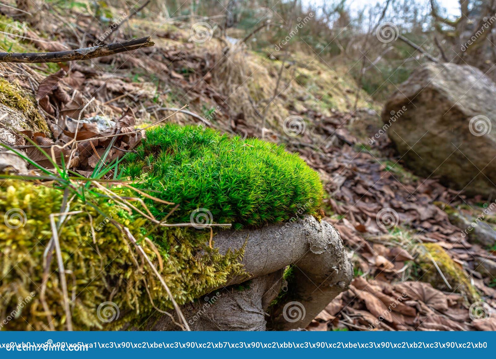 Old Beech Tree Stump in the Forest Stock Photo - Image of ground ...