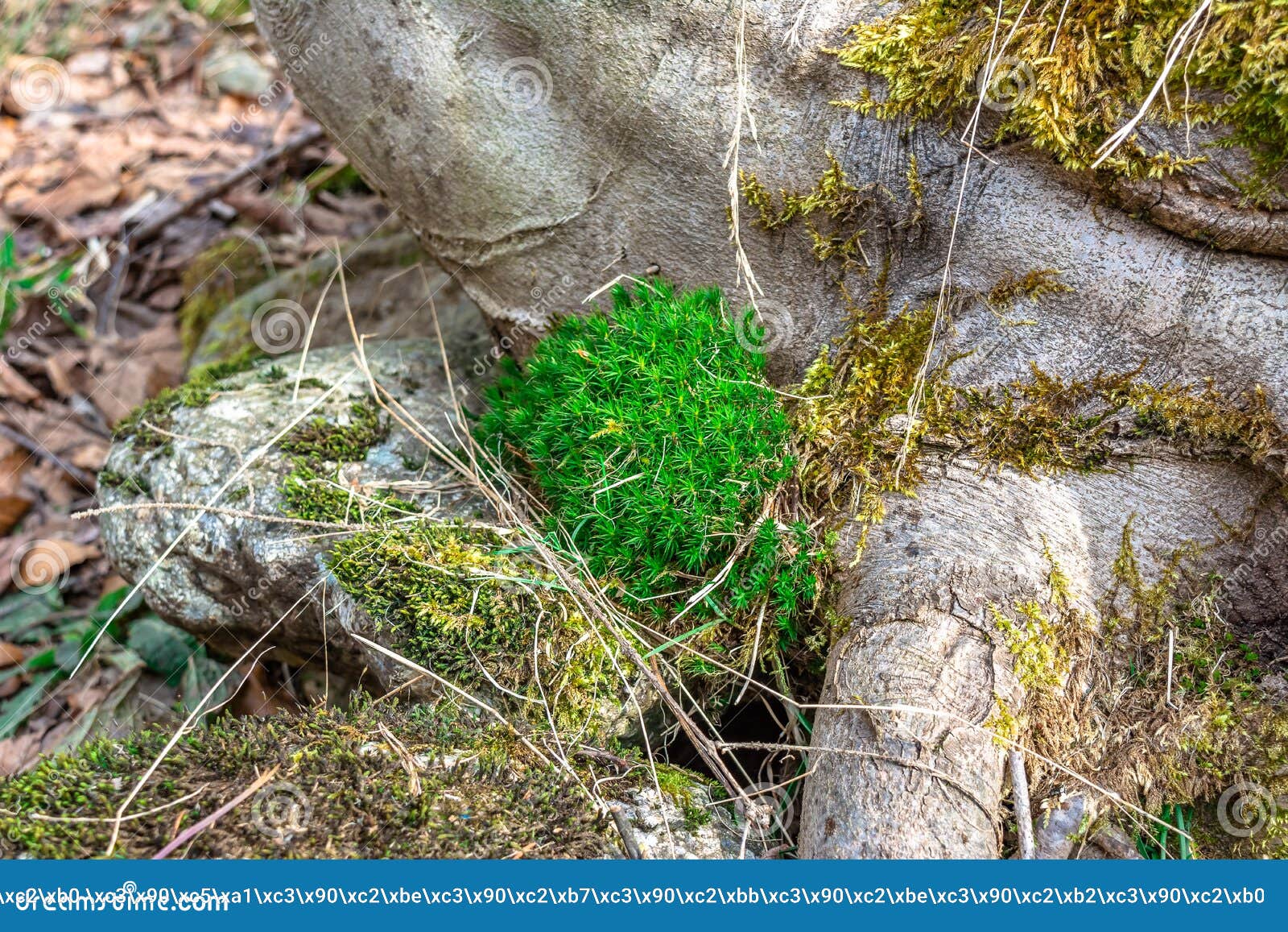 Old Beech Tree Stump in the Forest Stock Photo - Image of light ...