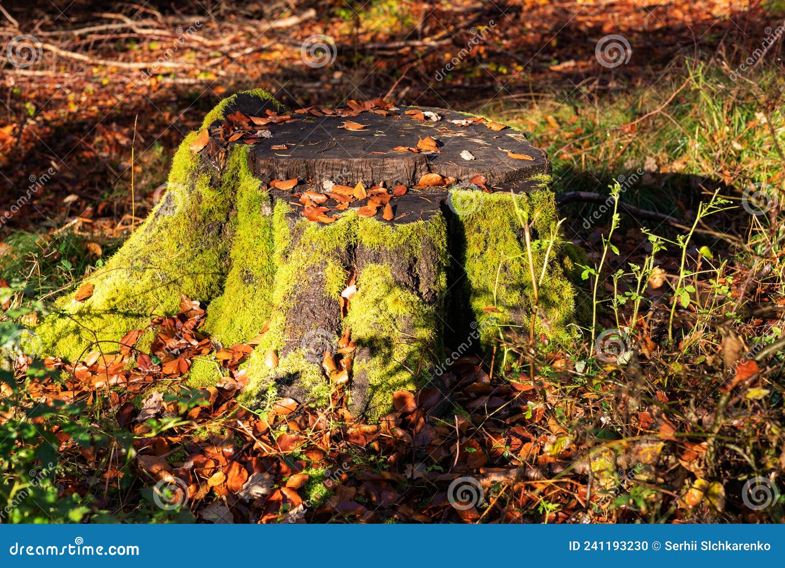 Old Beech Tree Stump in the Forest Stock Photo - Image of stump, forest ...