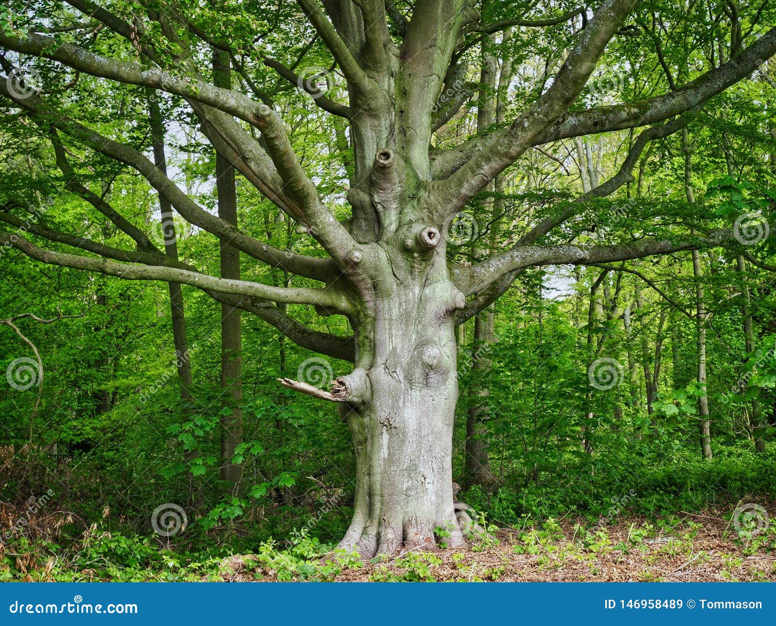 Old Beech Tree Trunk in Spring Stock Image - Image of foliage, trunk ...