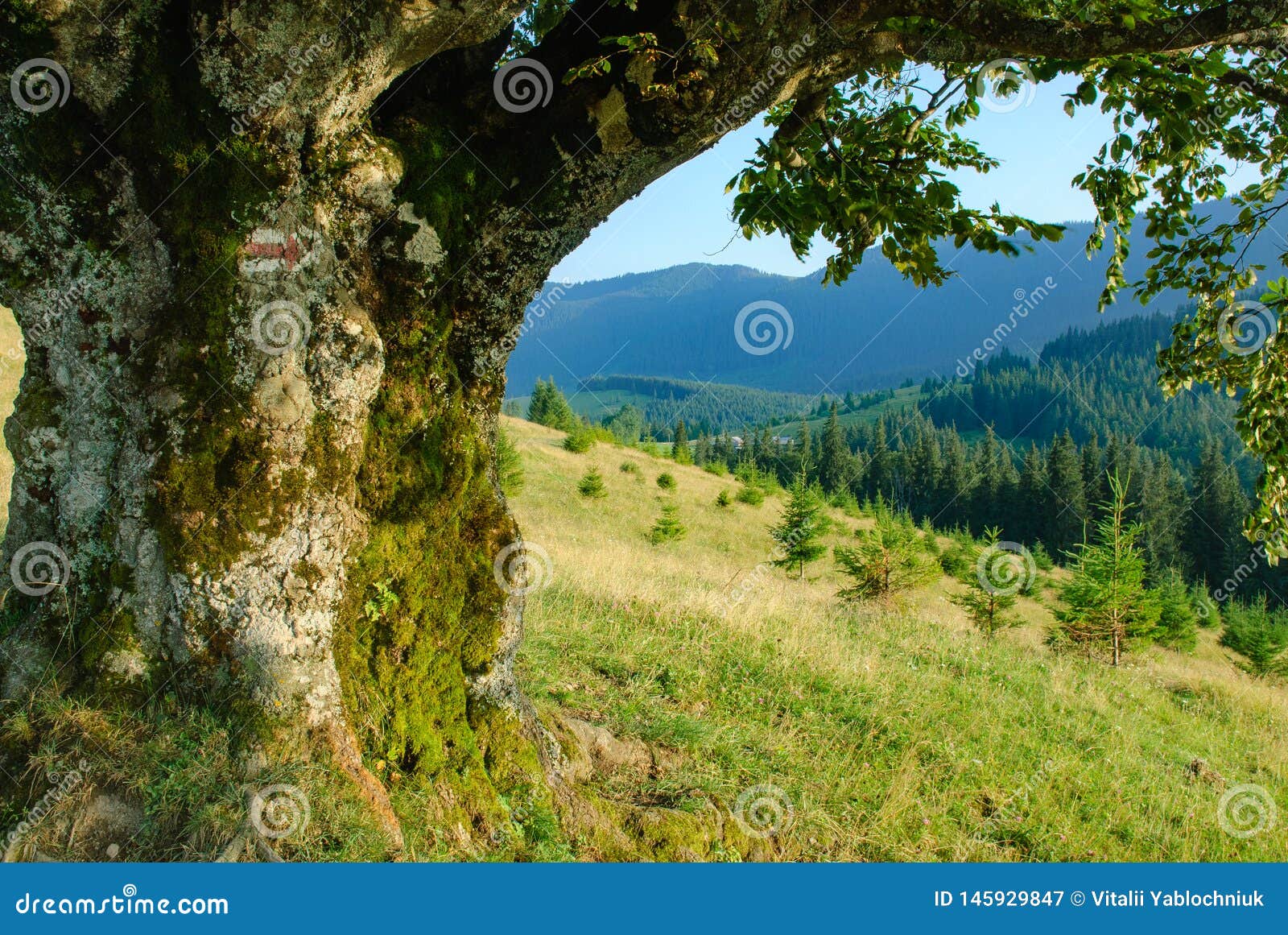 Old Beech Tree in Mountains Stock Image - Image of natural, leafless ...