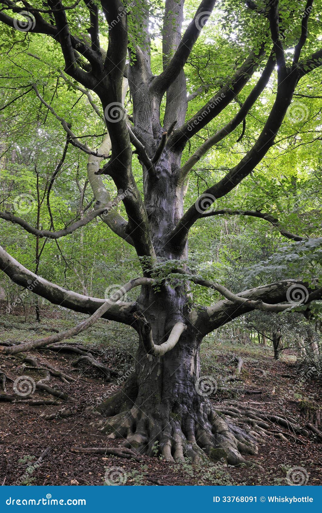 Old Beech Tree stock image. Image of vertical, trunk - 33768091