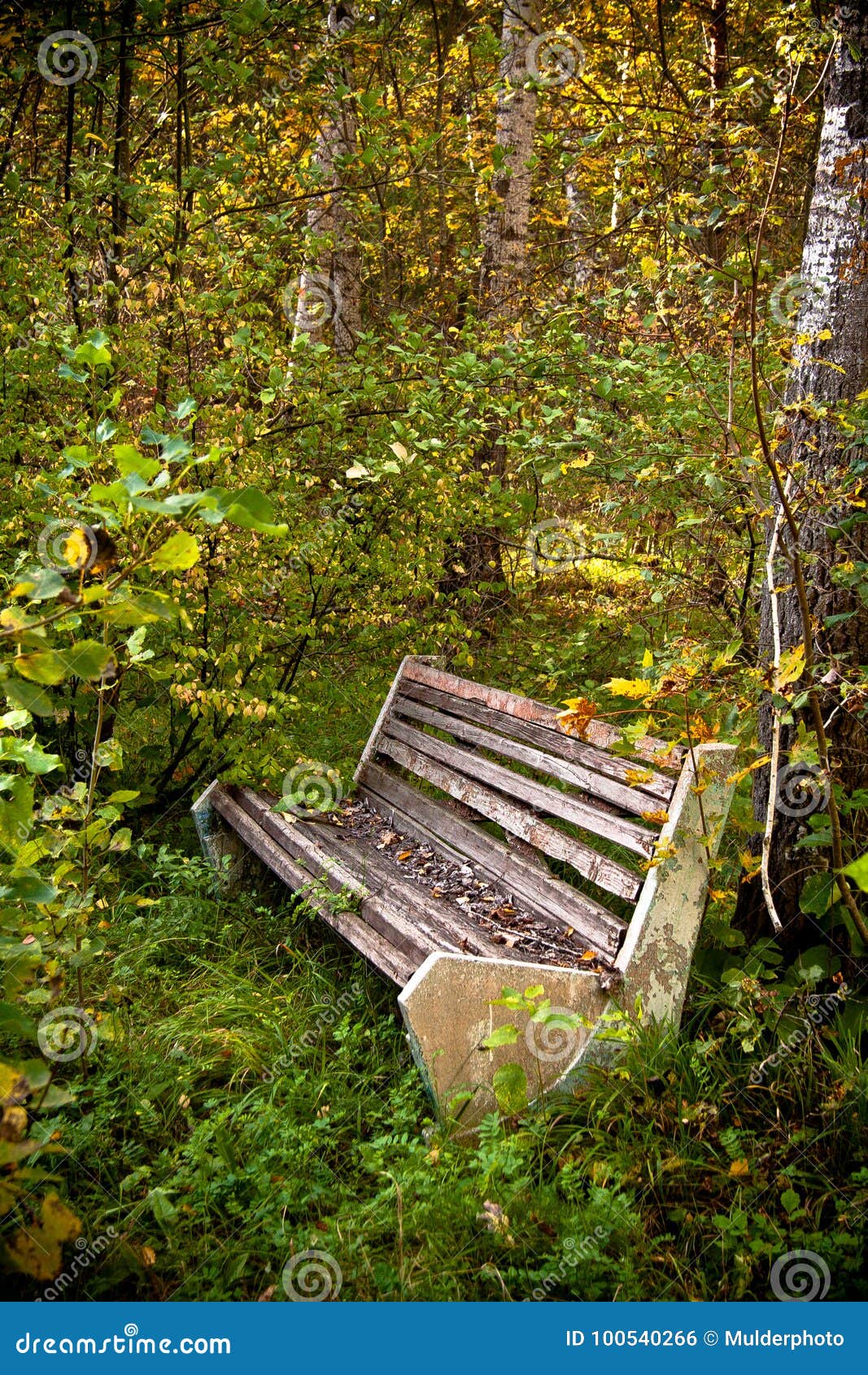 An Old Bench in an Abandoned Overgrown Park Stock Photo - Image of ...