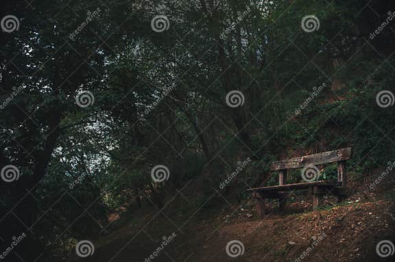 Old Bench is in a Dark Forest Stock Image - Image of park, bench: 49513309