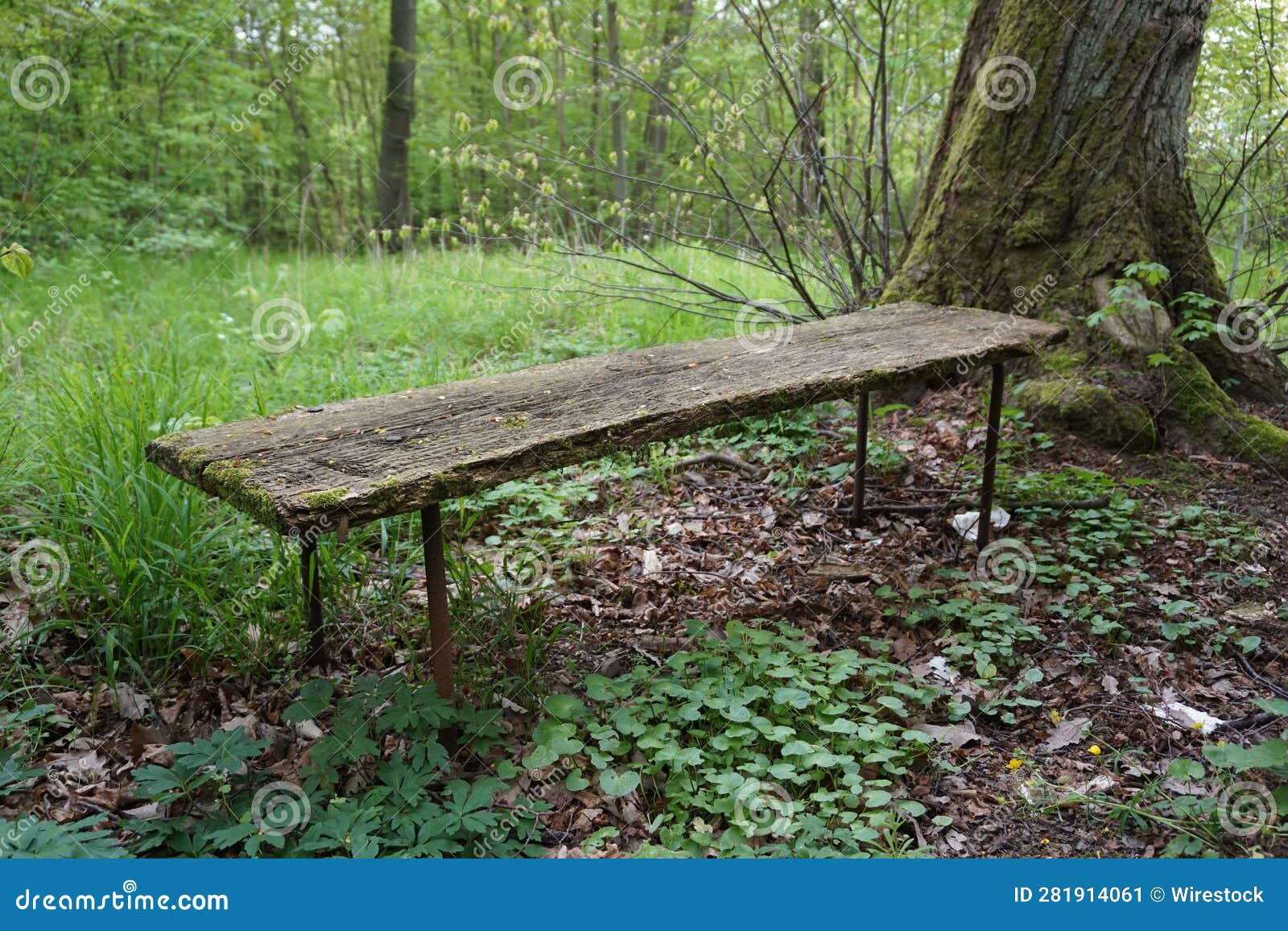 An old bench in forest stock image. Image of tree, outdoor - 281914061