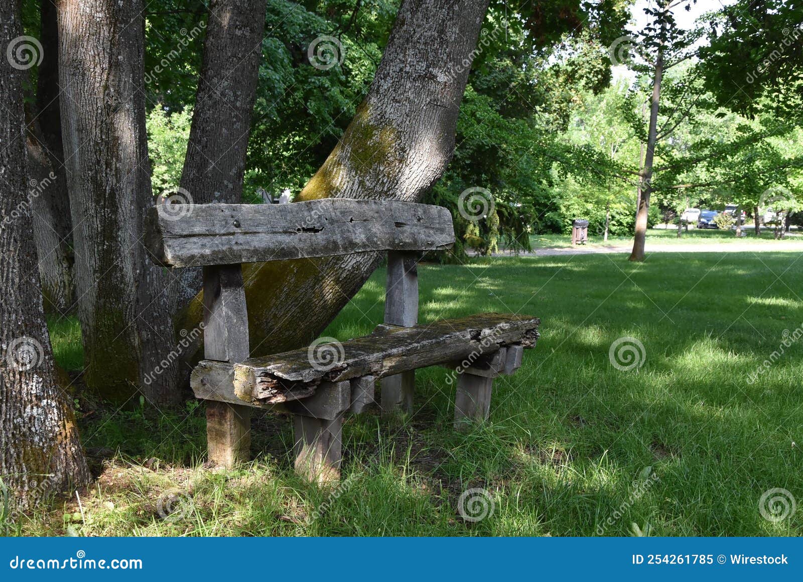 Old Bench in the Green Grass Under the Trees Stock Image - Image of ...