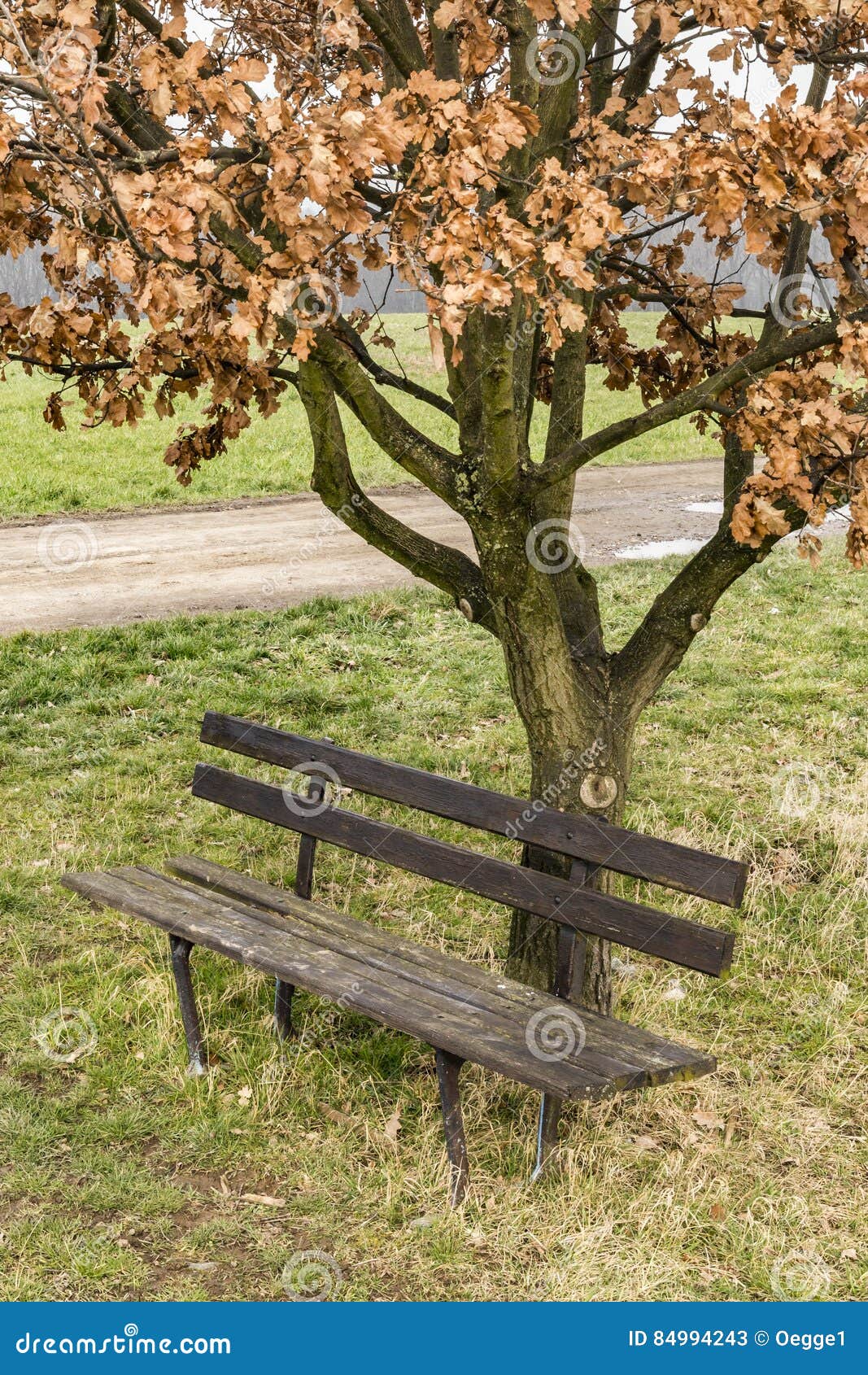 An old bench under a tree stock image. Image of outdoor - 84994243