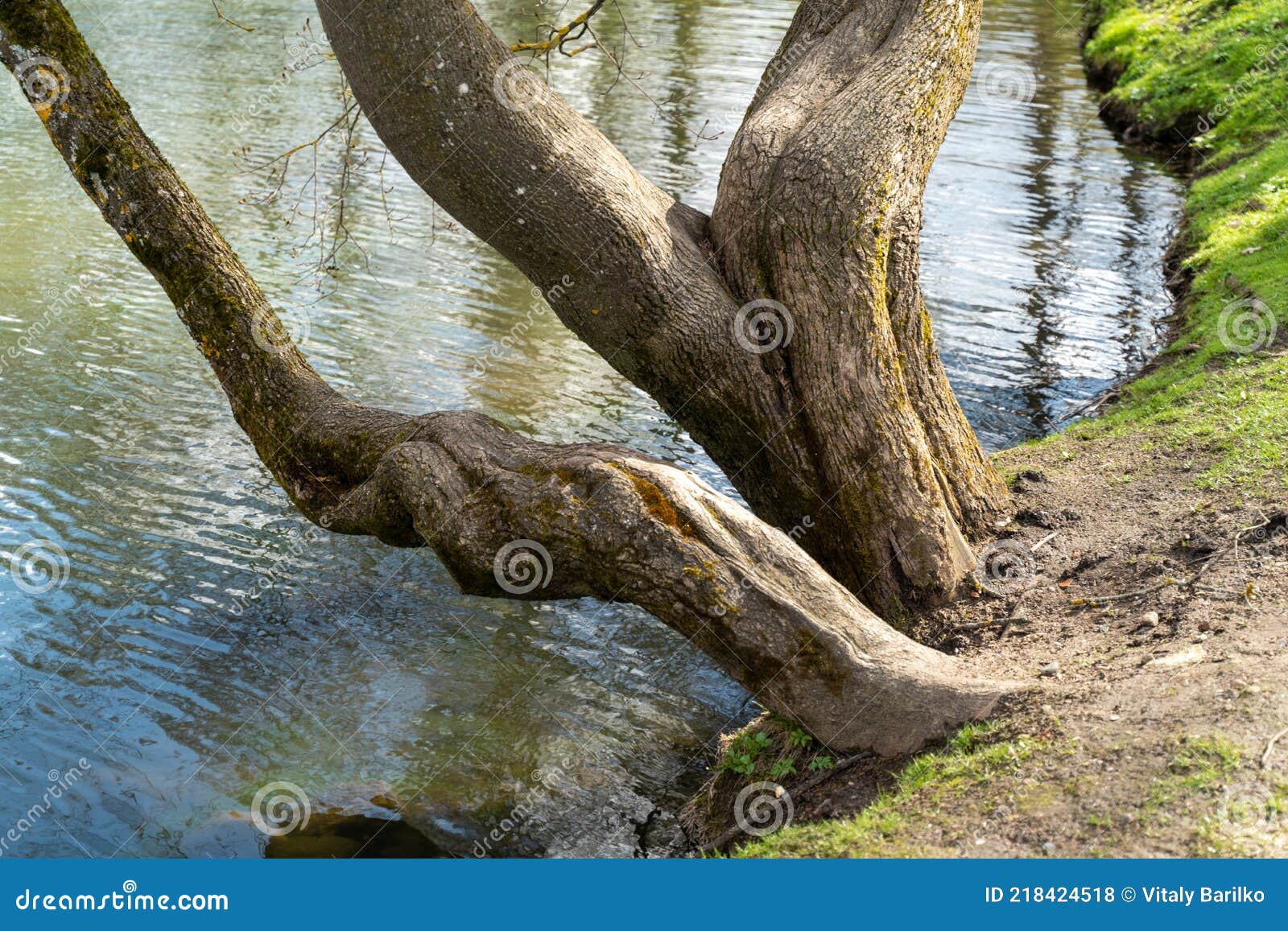 An Old Bent Tree that Grows on the Shore of a Pond with Beautiful Roots ...