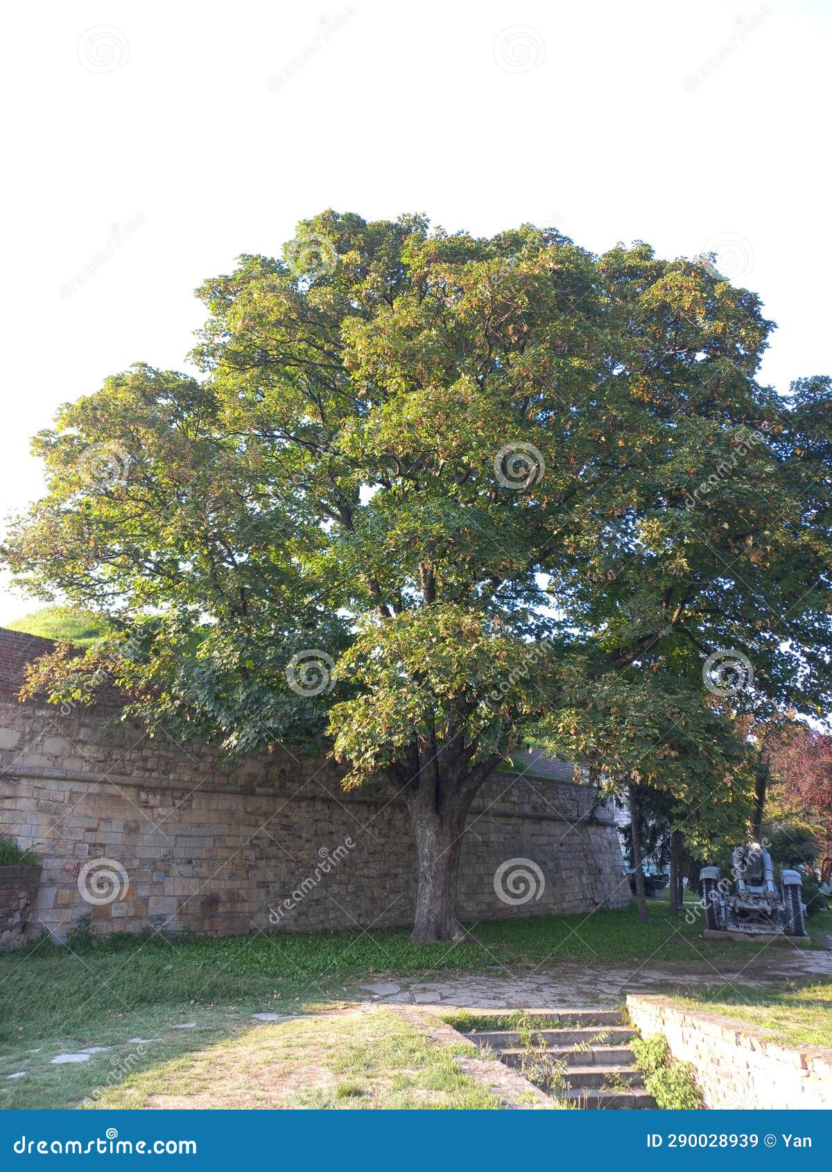 Old Belgrade Serbia Tree Wall Stock Image - Image of belgrade, wall ...