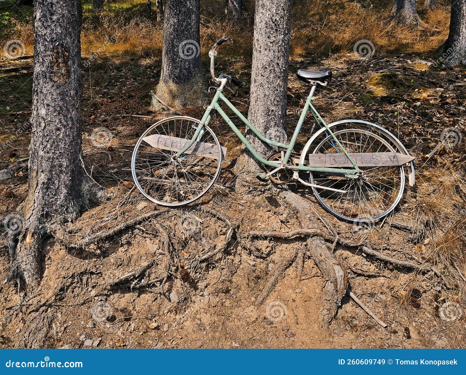 An Old Bicycle Leaning Against a Tree in the Forest. Stock Image ...