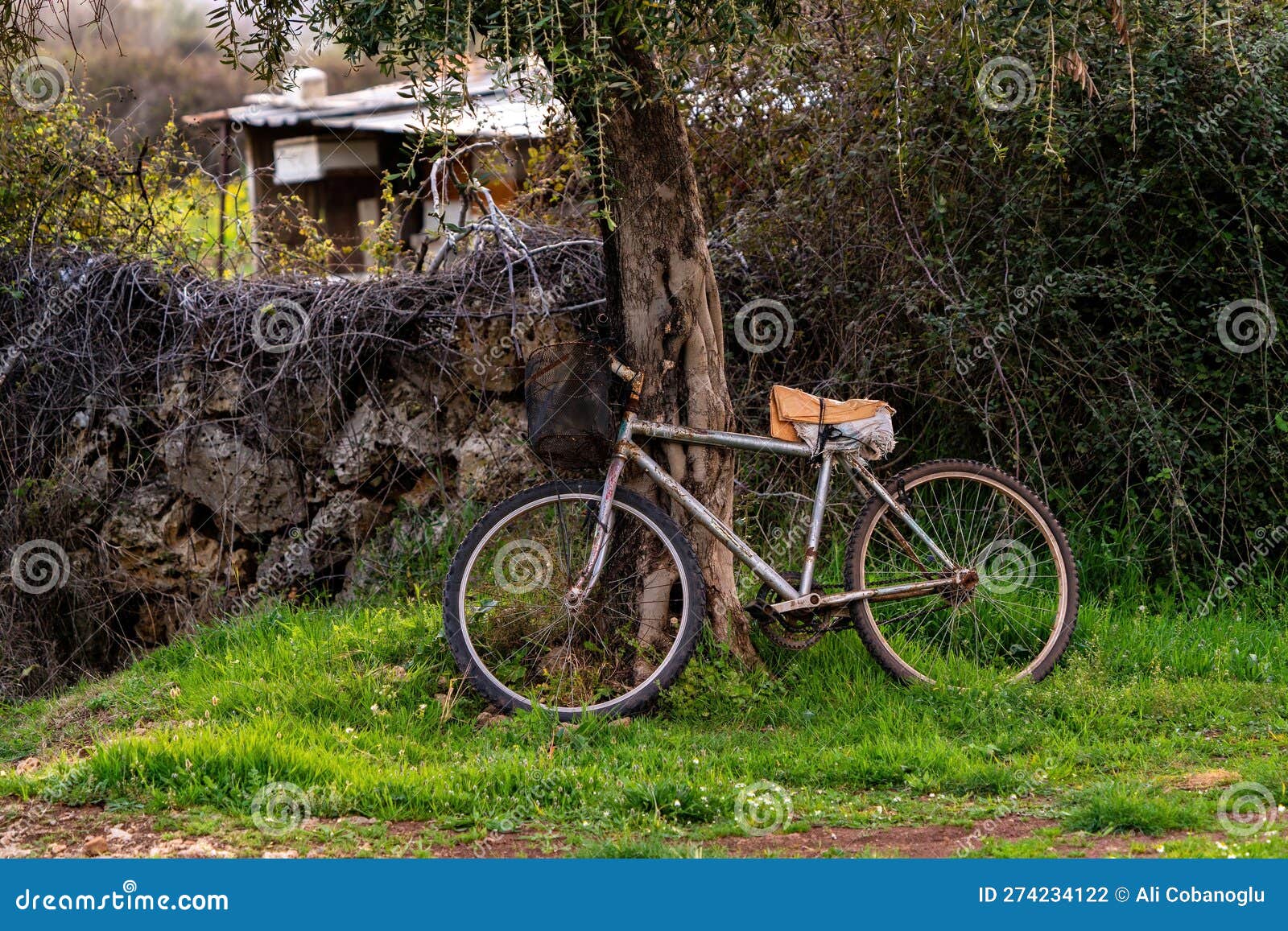 An Old Bicycle Leaning Against a Tree Stock Photo - Image of retro ...