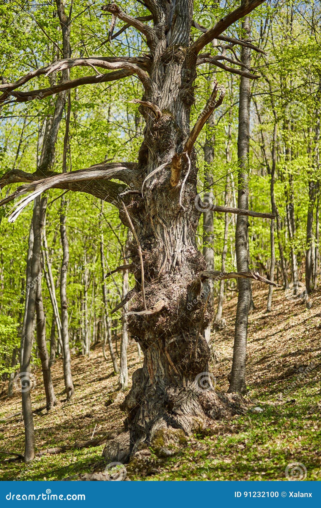 Old big chestnut tree stock photo. Image of tree, dried - 91232100