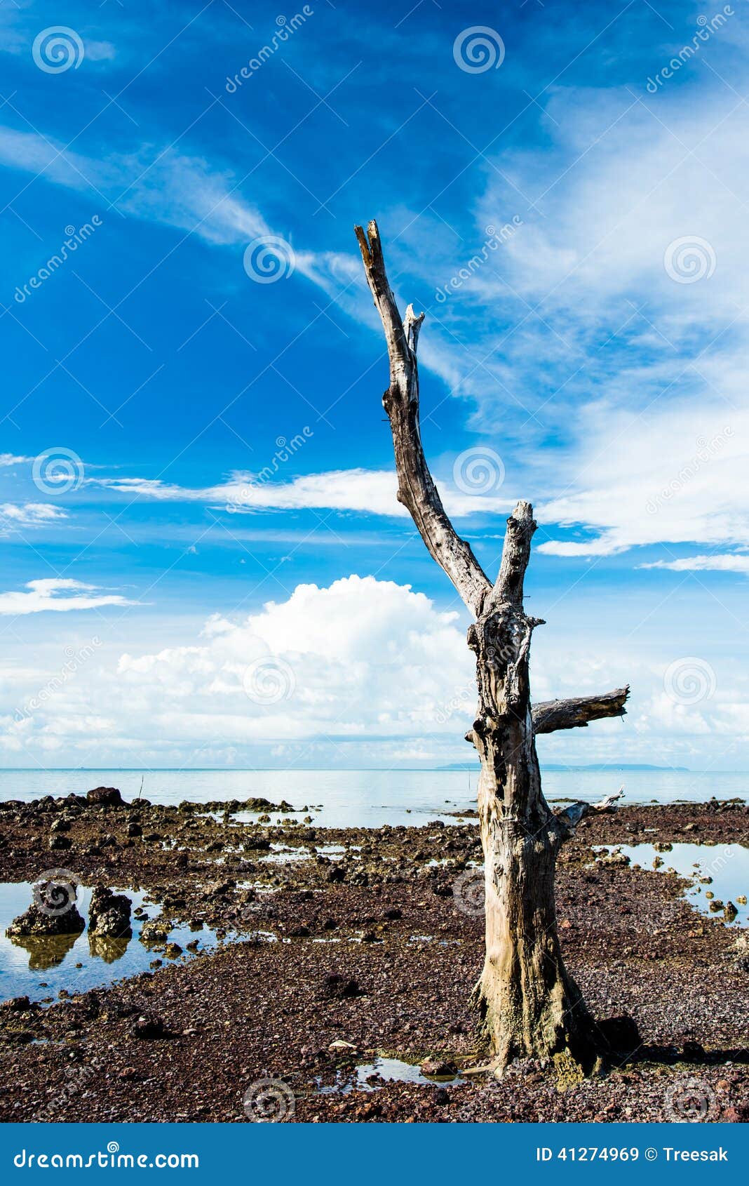 Old Big Dry Tree with Blue Sky in Background Stock Image - Image of ...