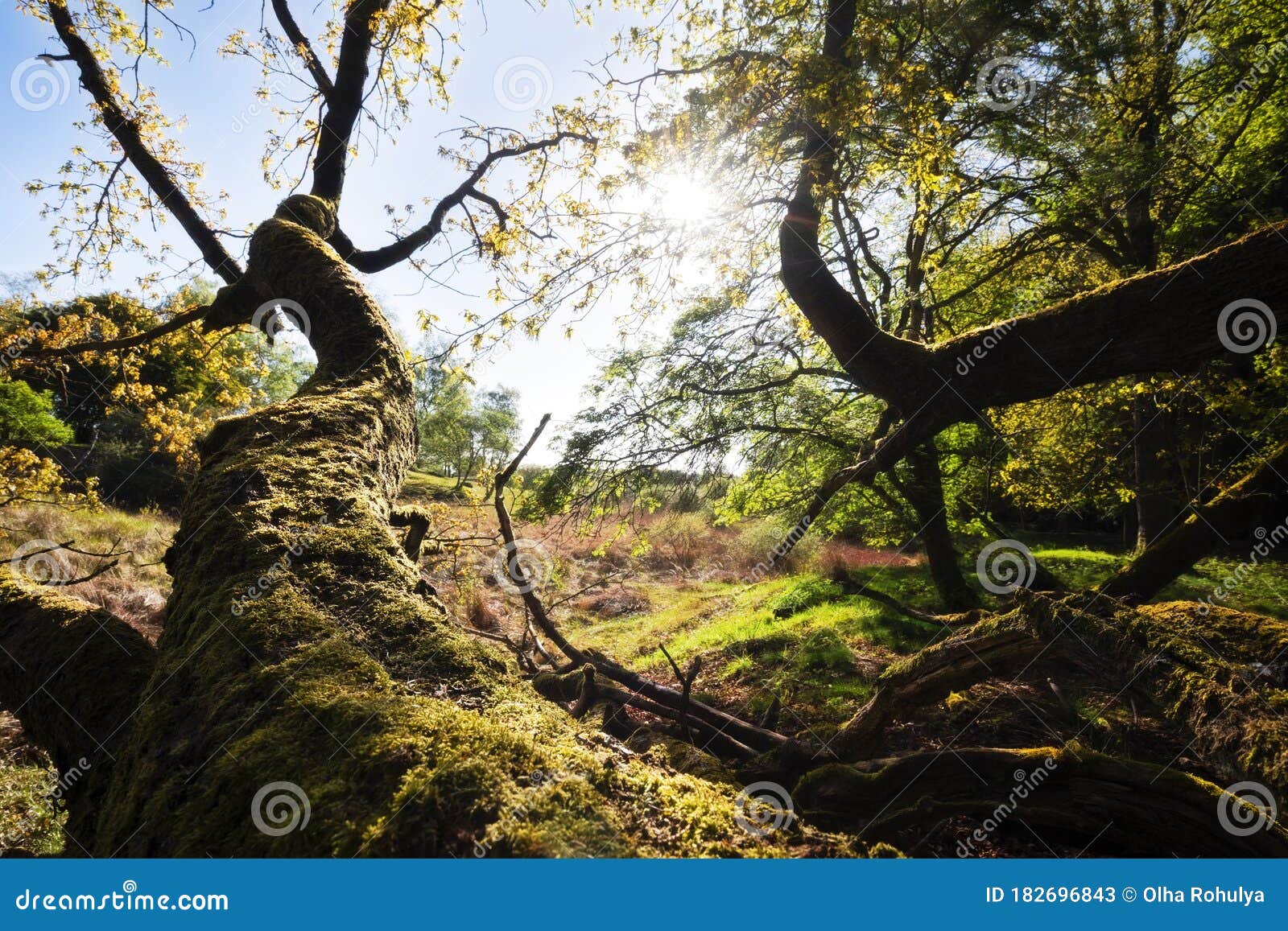 Old Big Fallen Oak Tree in Sunlight Stock Image - Image of contrast ...