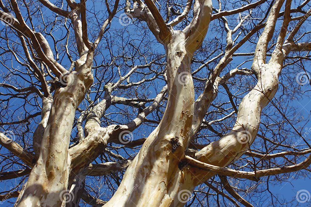 Old Big Indian Platan Tree stock image. Image of mysticism - 31104625