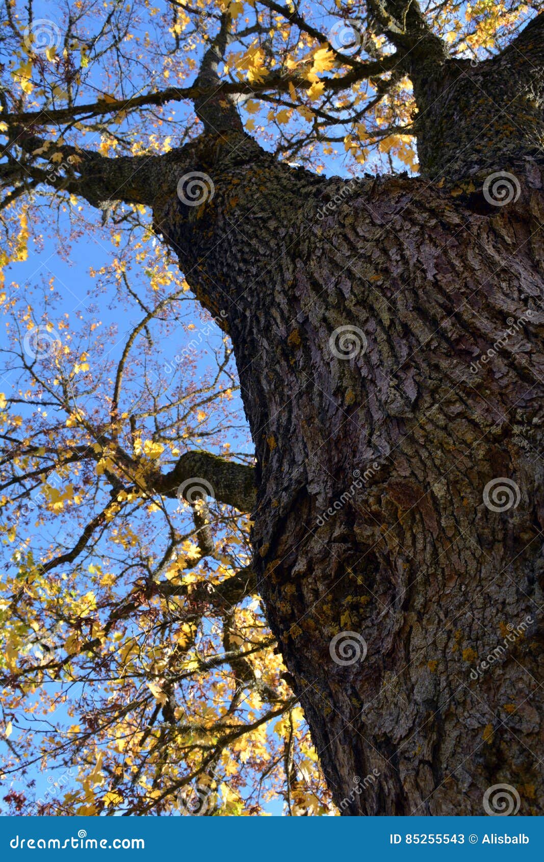 Old Big Maple Tree Trunk with Autumn Leaves Stock Image - Image of ...