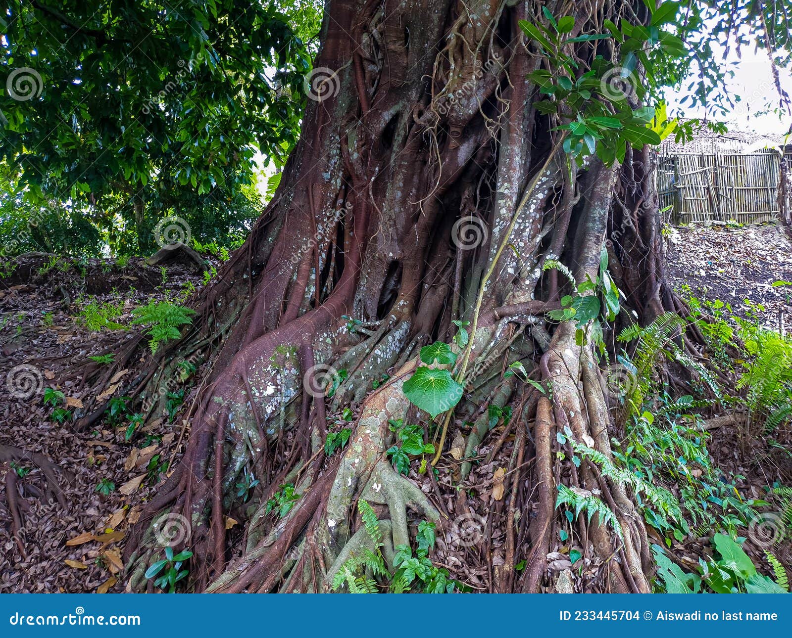 Old big parrot tree stock photo. Image of plant, vegetation - 233445704